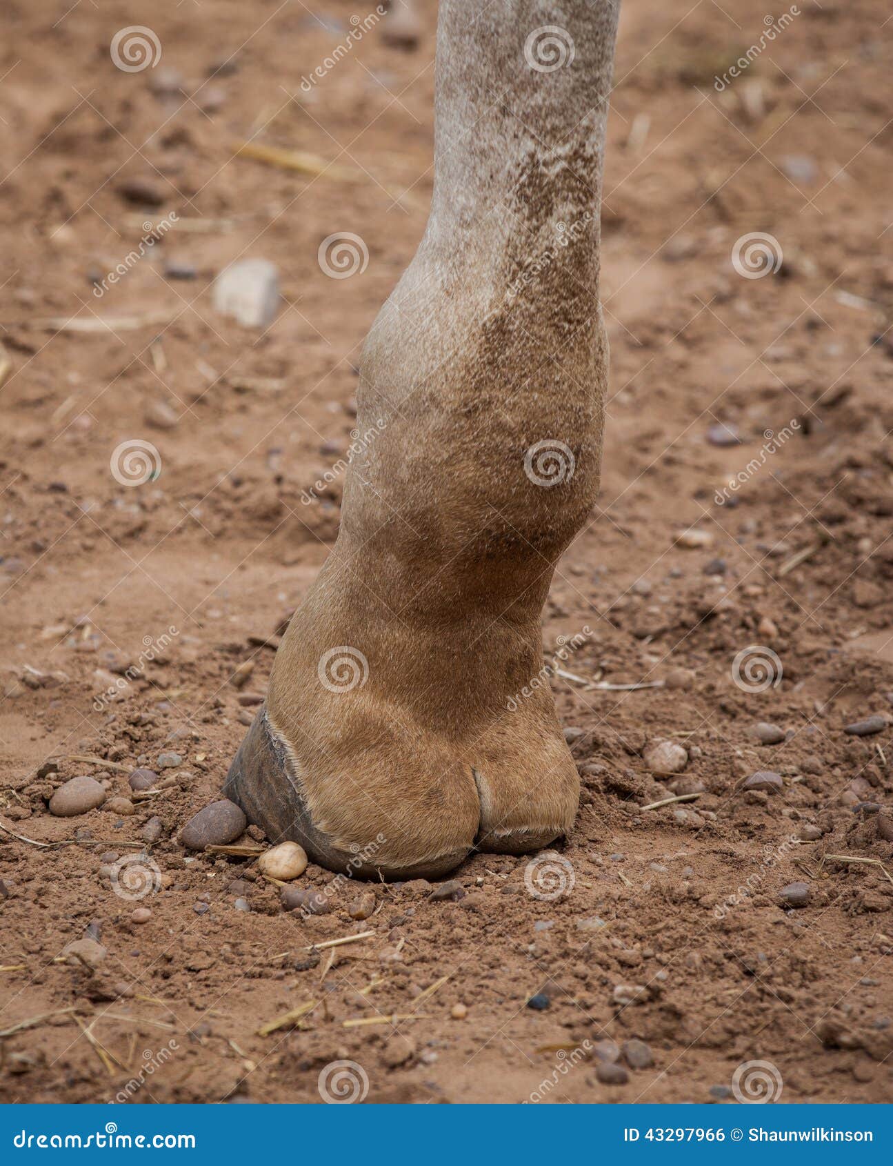 Giraffe stock photo. Image of wildlife, giraffa, trio - 43297966