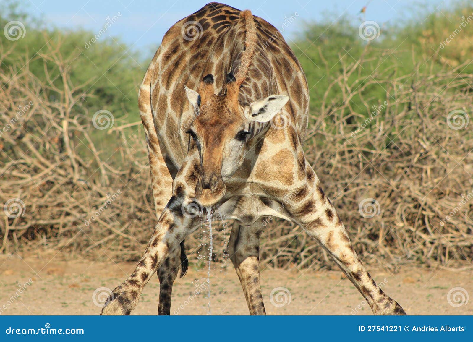 Giraffe - Golden Black Cow stock image. Image of intelligent - 27541221