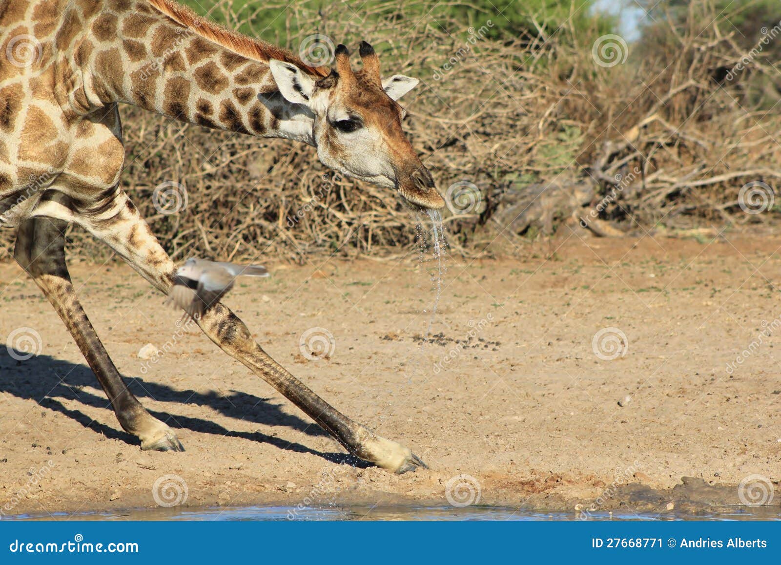 Giraffe - Golden Black Cow and Dove Stock Image - Image of horns ...
