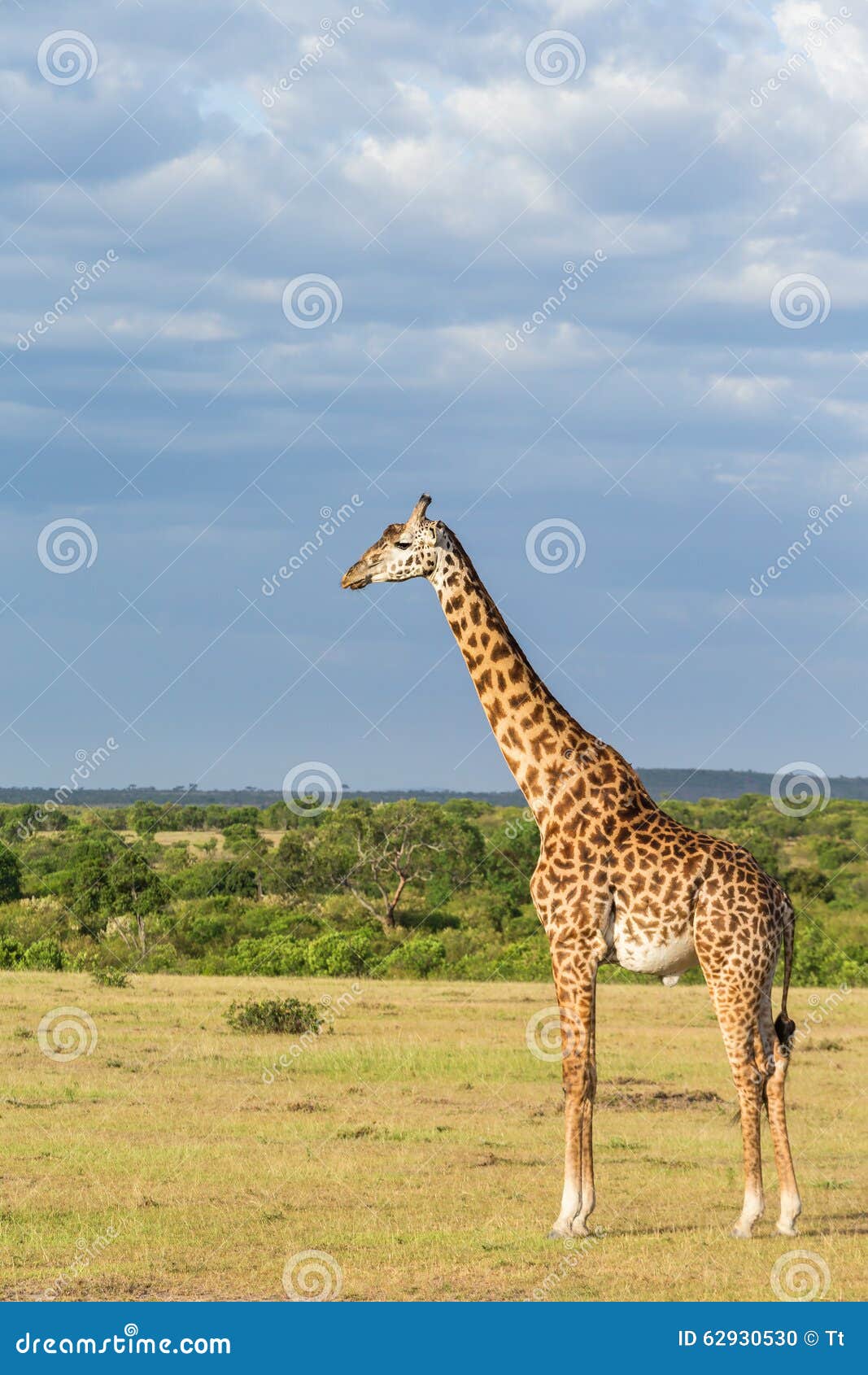 Giraffe at the Grass Savannah Stock Photo - Image of environment ...