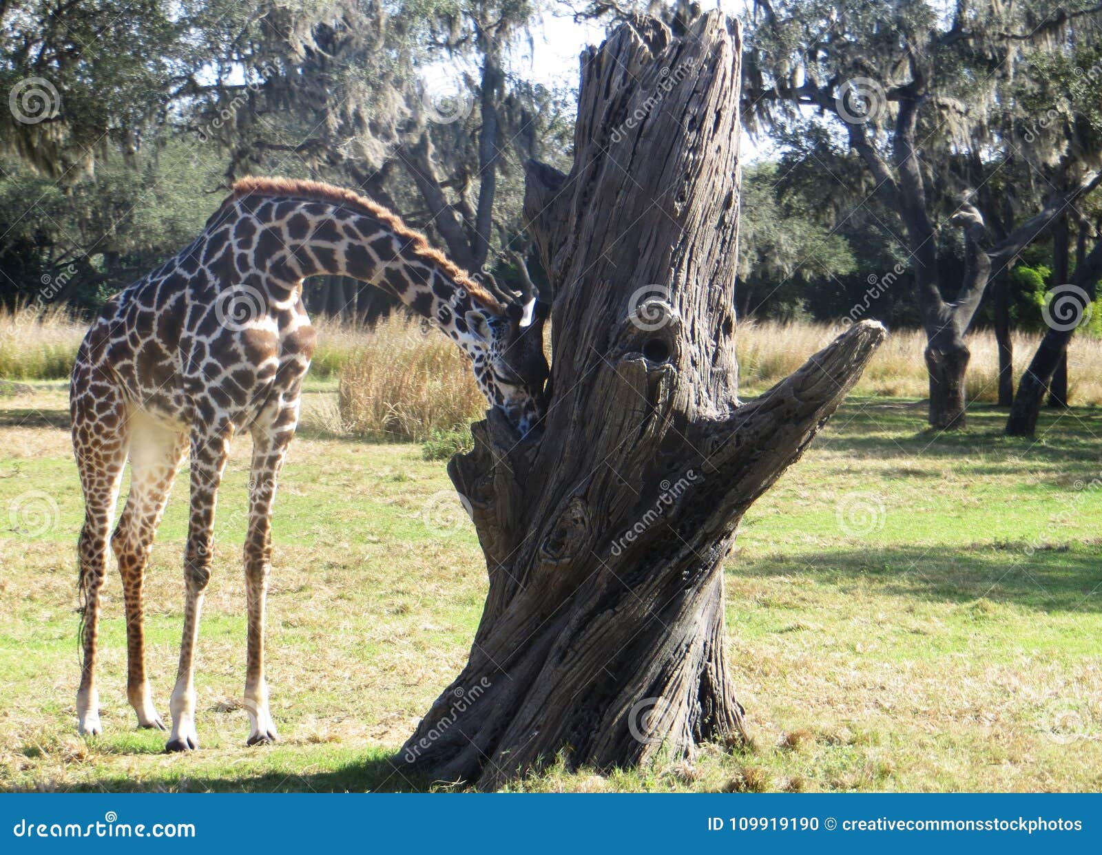 Giraffe Beside Gray Dead Tree Picture. Image: 109919190
