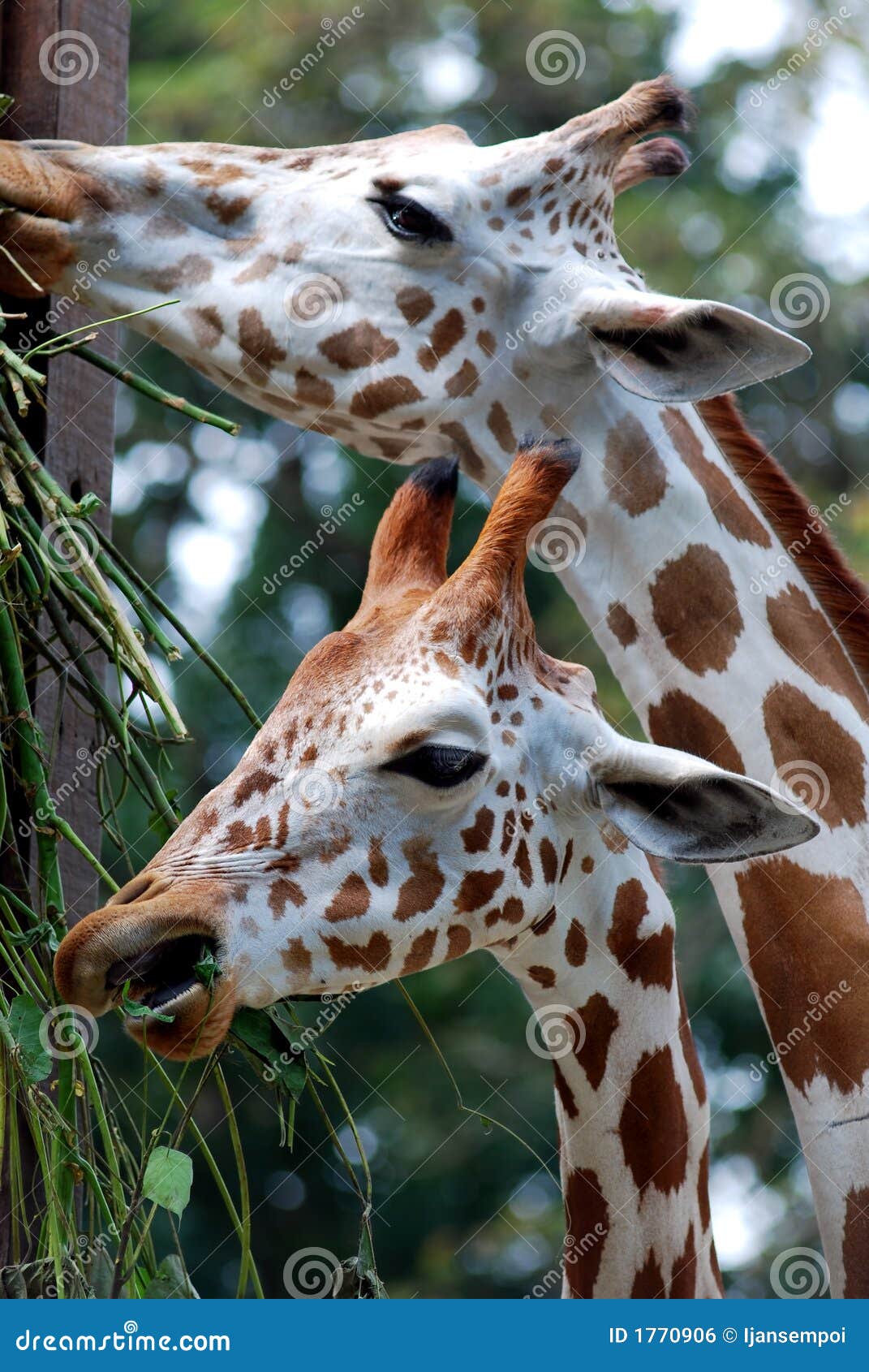 Giraffe grazing stock photo. Image of africa, nature, animal - 1770906