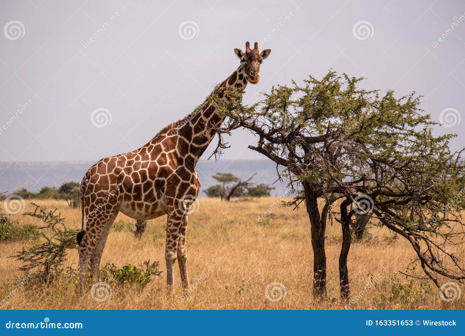 Giraffe Grazing by a Tree in the Middle of the African Jungle in ...