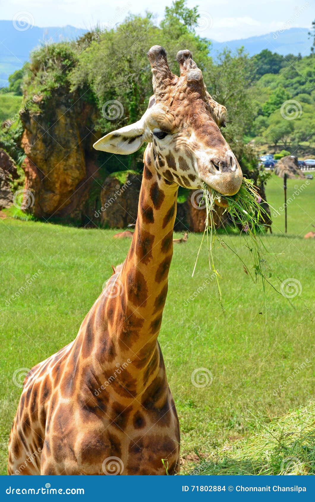 Giraffe on green grass stock photo. Image of giraffe - 71802884
