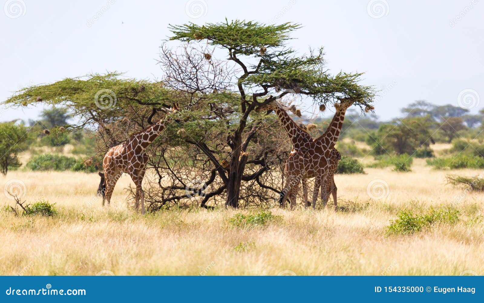 A Giraffe Group Eats the Leaves of the Acacia Trees Stock Photo - Image ...