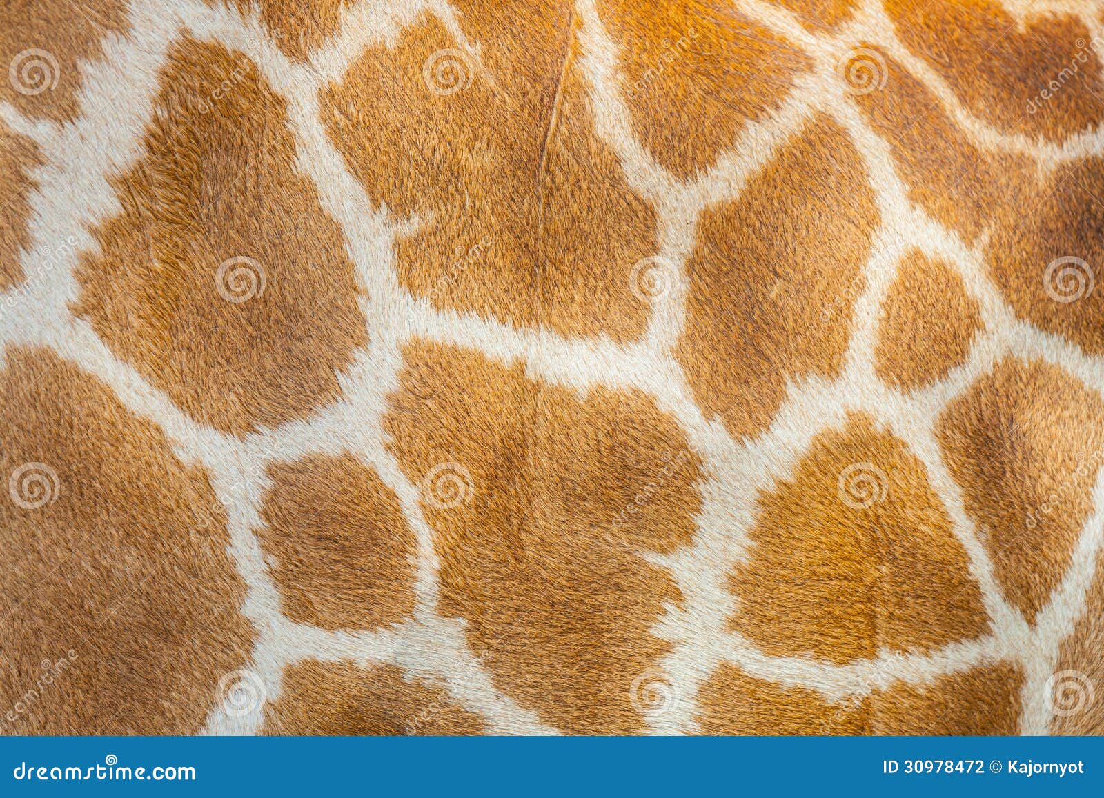 Giraffe Hair Texture Stock Photos - Download 357 Royalty Free Photos