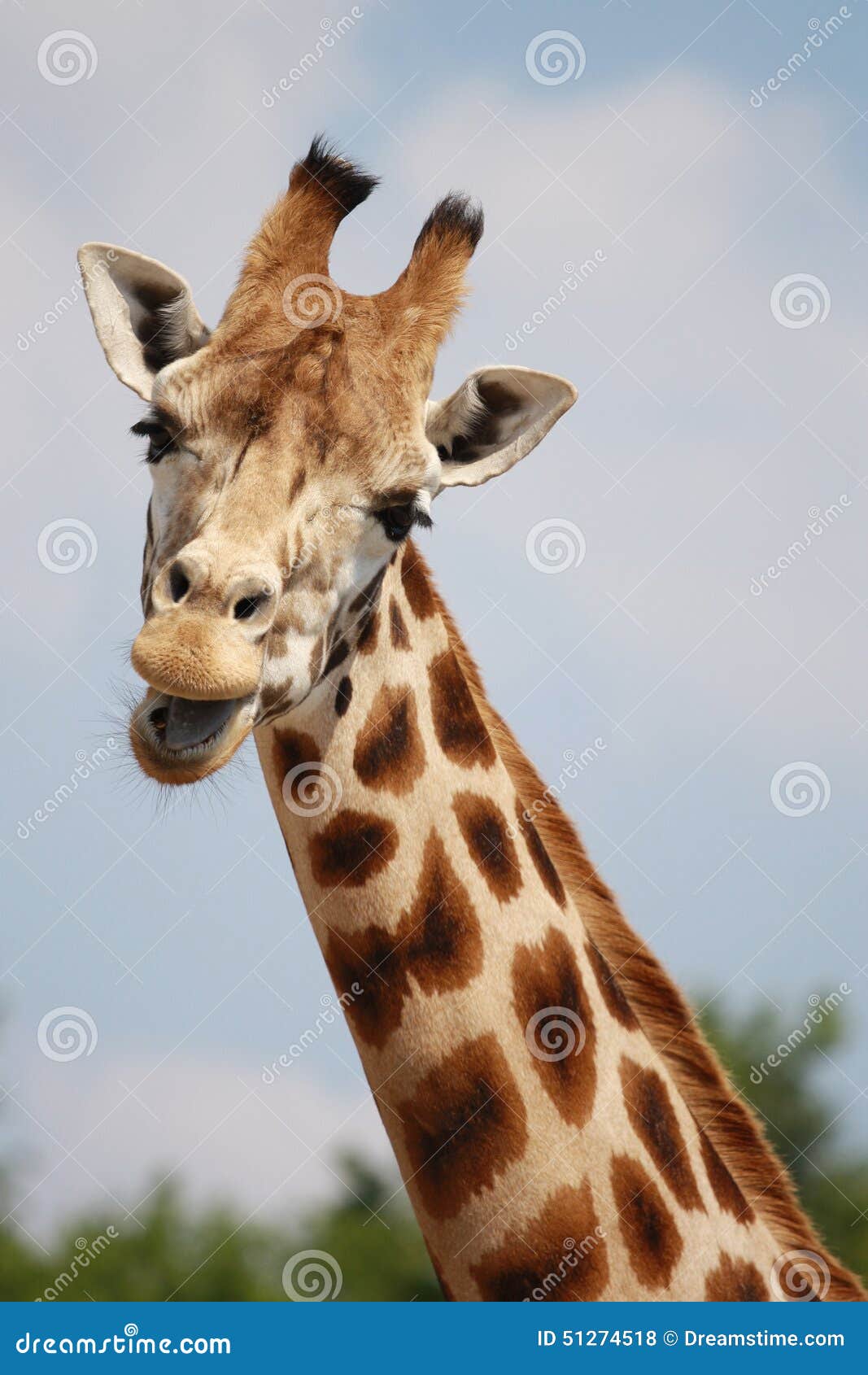 Giraffe stock photo. Image of sweet, animal, giraffe - 51274518