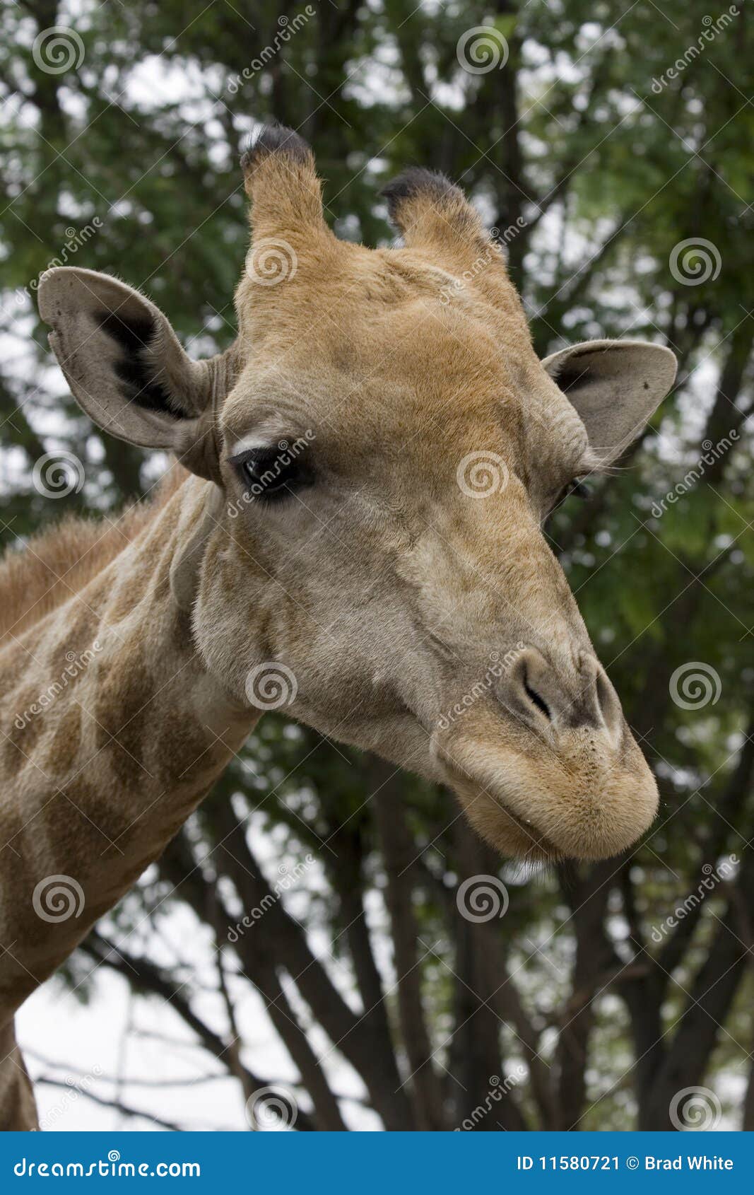 Giraffe head stock image. Image of safari, species, lion - 11580721
