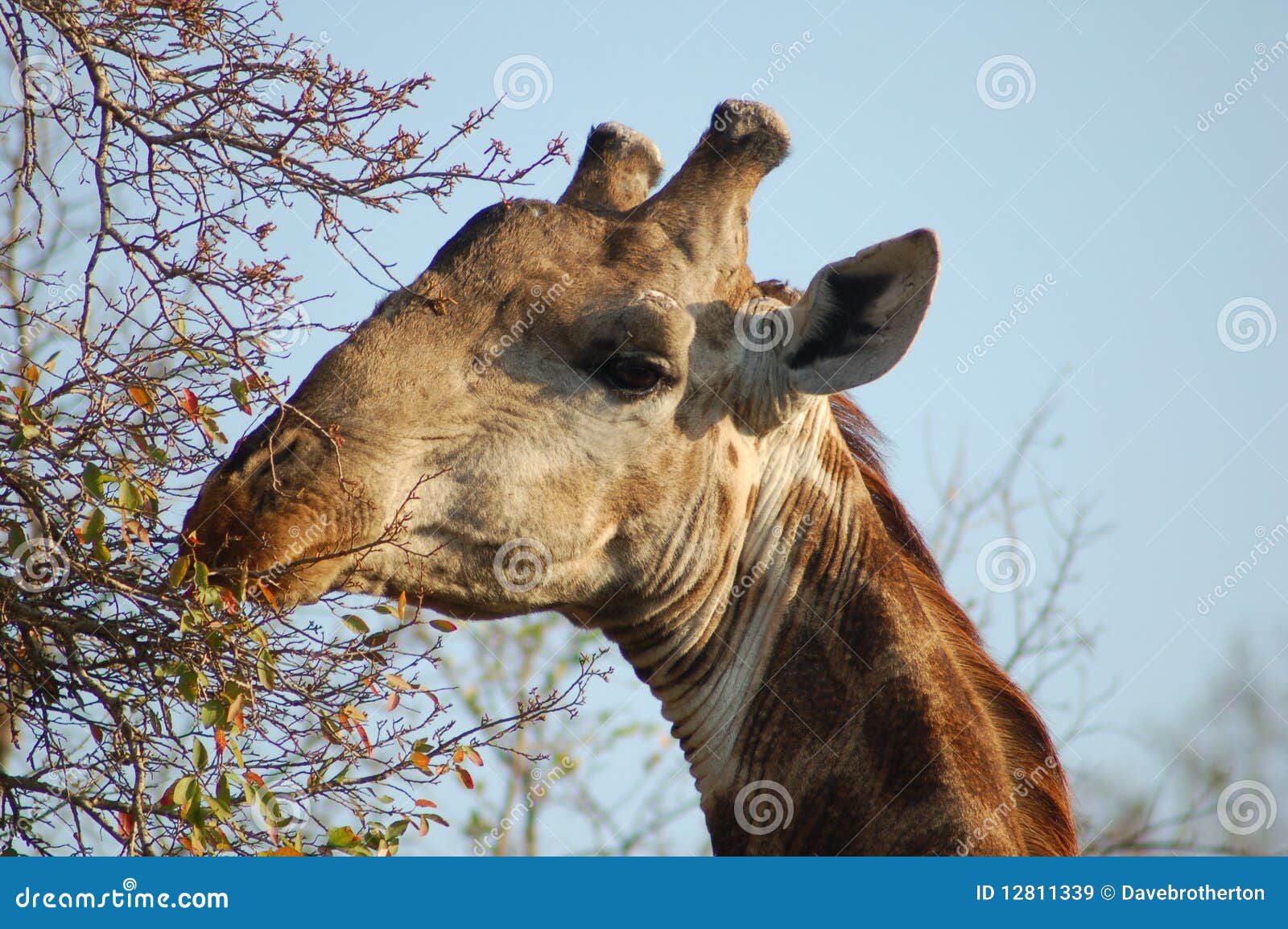 Giraffe head stock image. Image of browsing, kruger, safari - 12811339