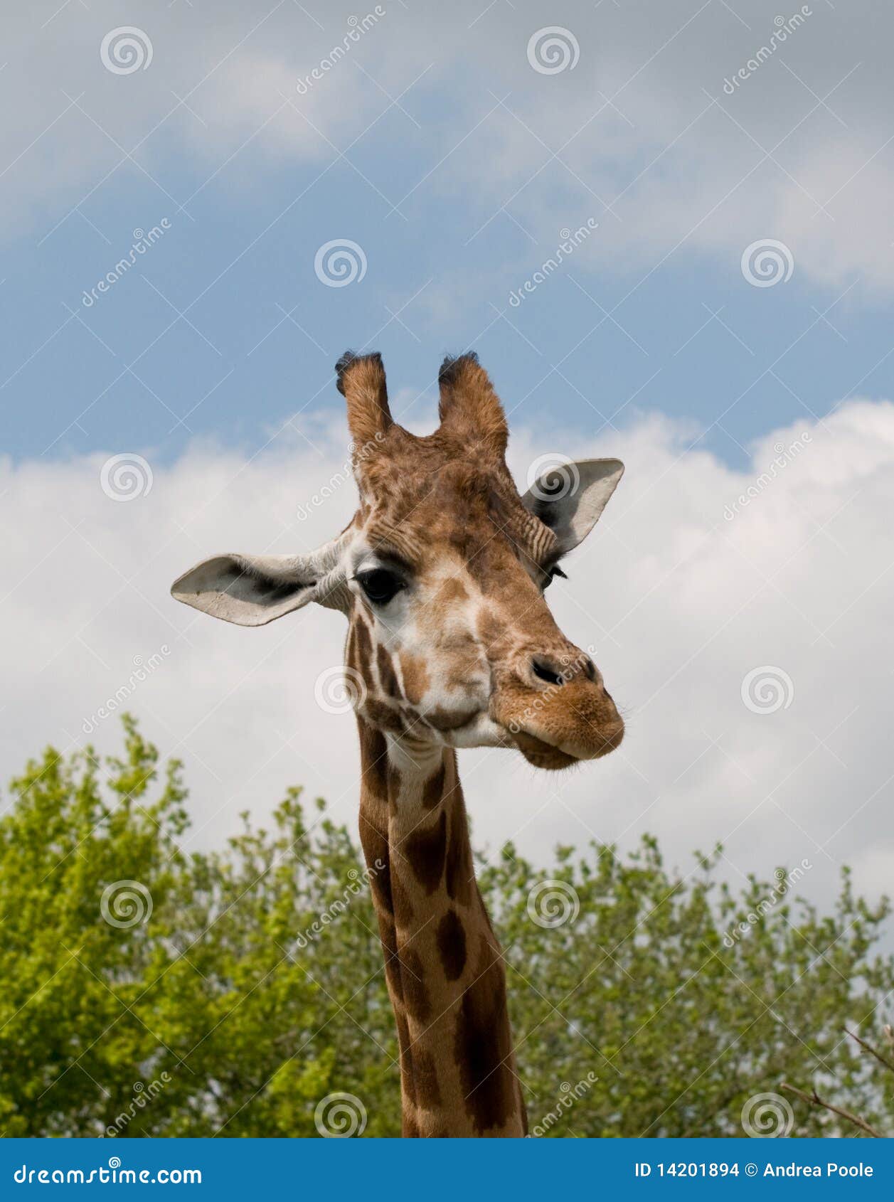 Giraffe Head stock photo. Image of park, england, giraffe - 14201894