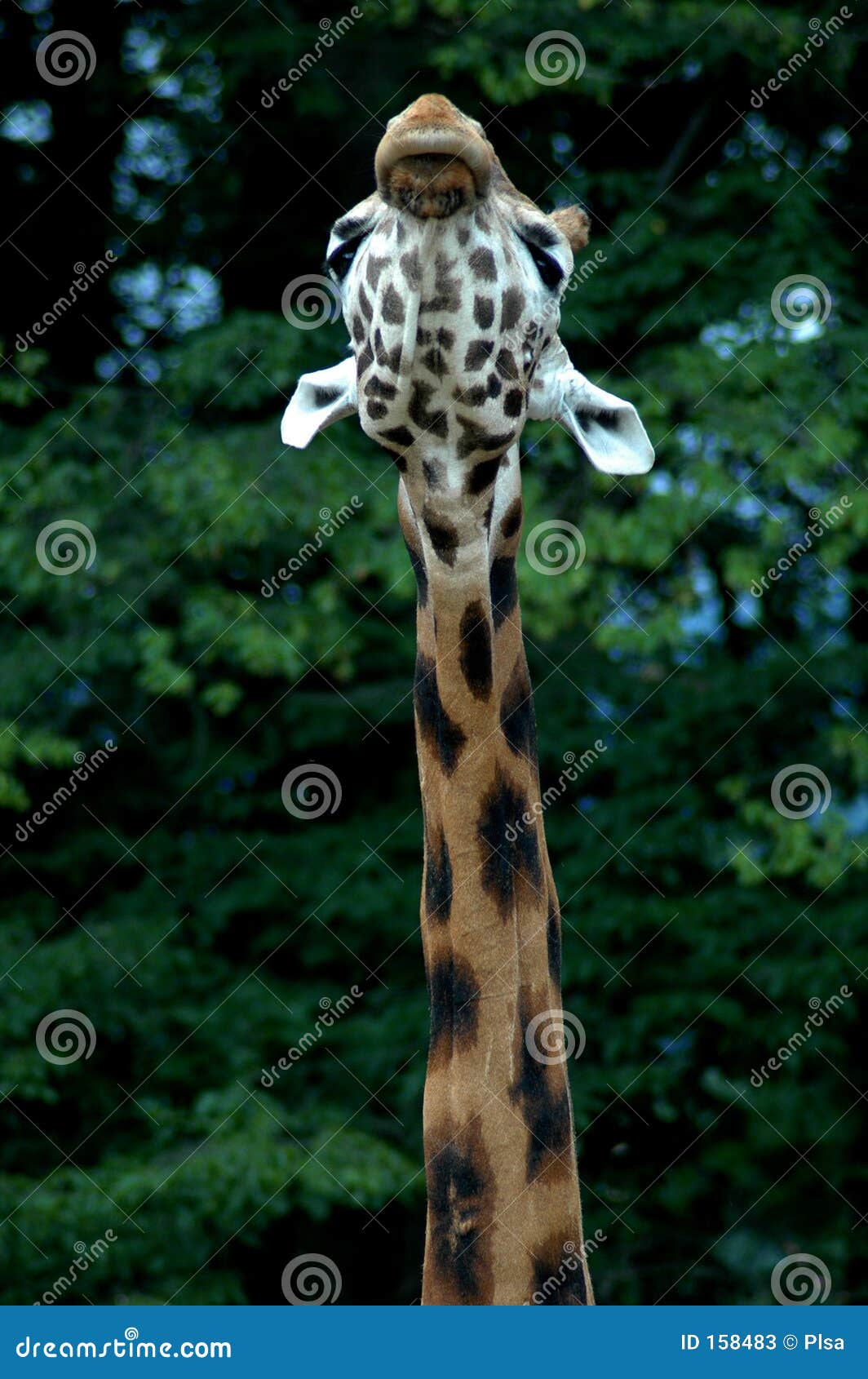 Giraffe head stock image. Image of arrow, giraffe, neck - 158483