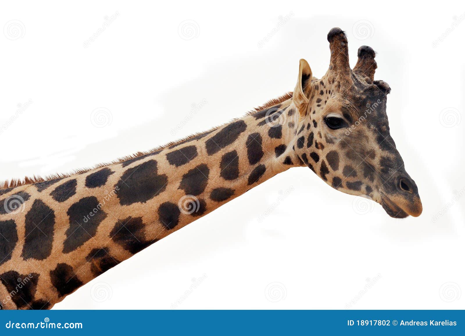Giraffe head stock photo. Image of fauna, africa, pose - 18917802