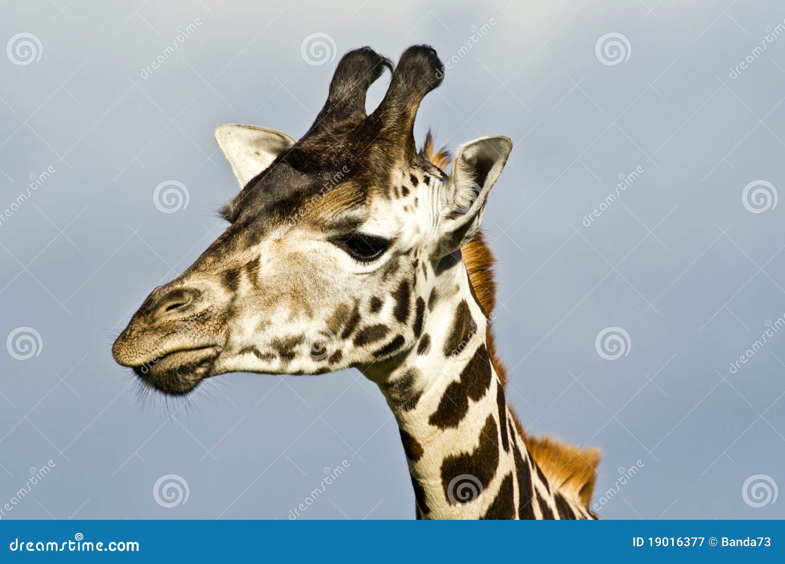 Giraffe head stock image. Image of giraffe, white, black - 19016377