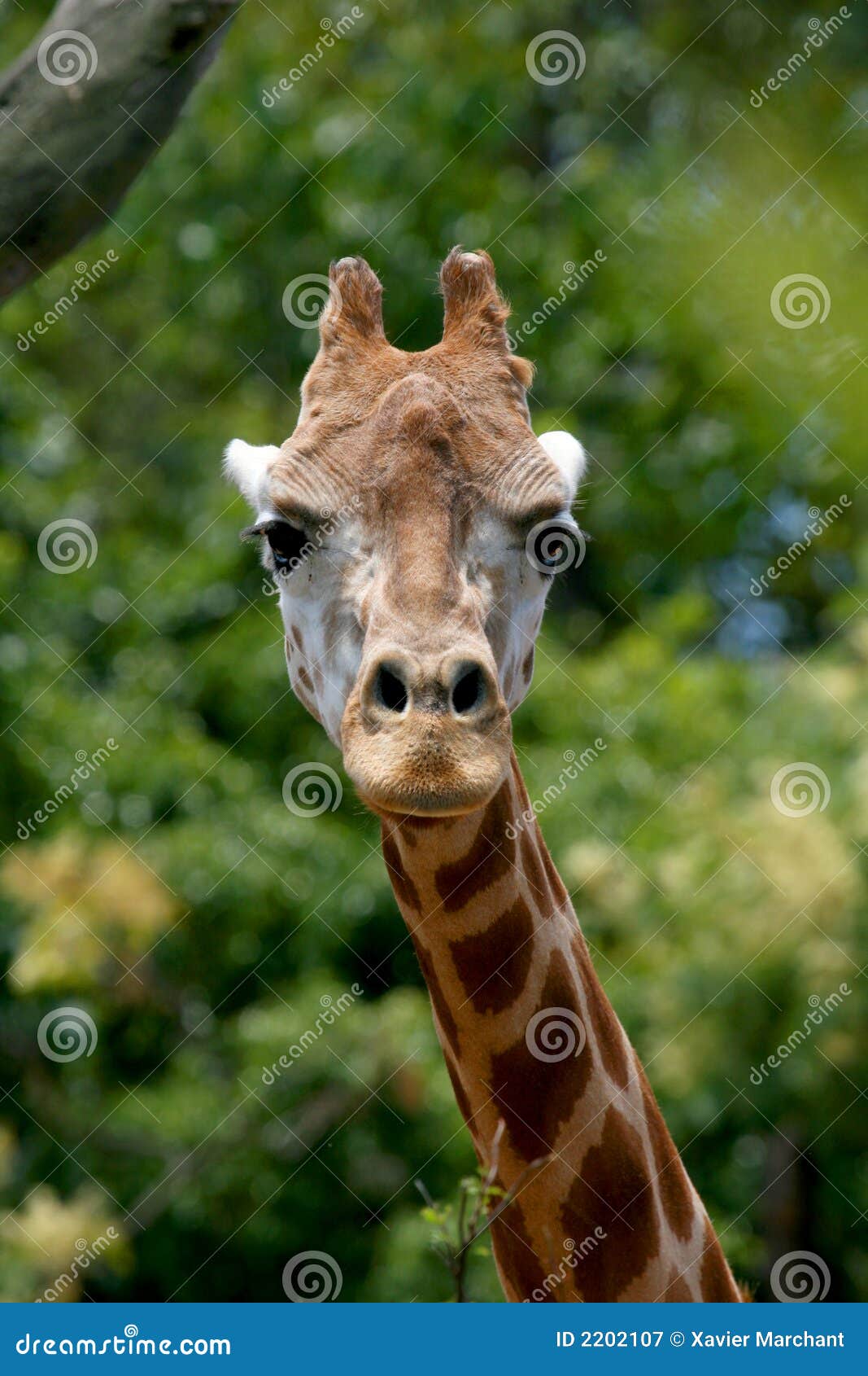 Giraffe head stock image. Image of mouth, giraffe, african - 2202107
