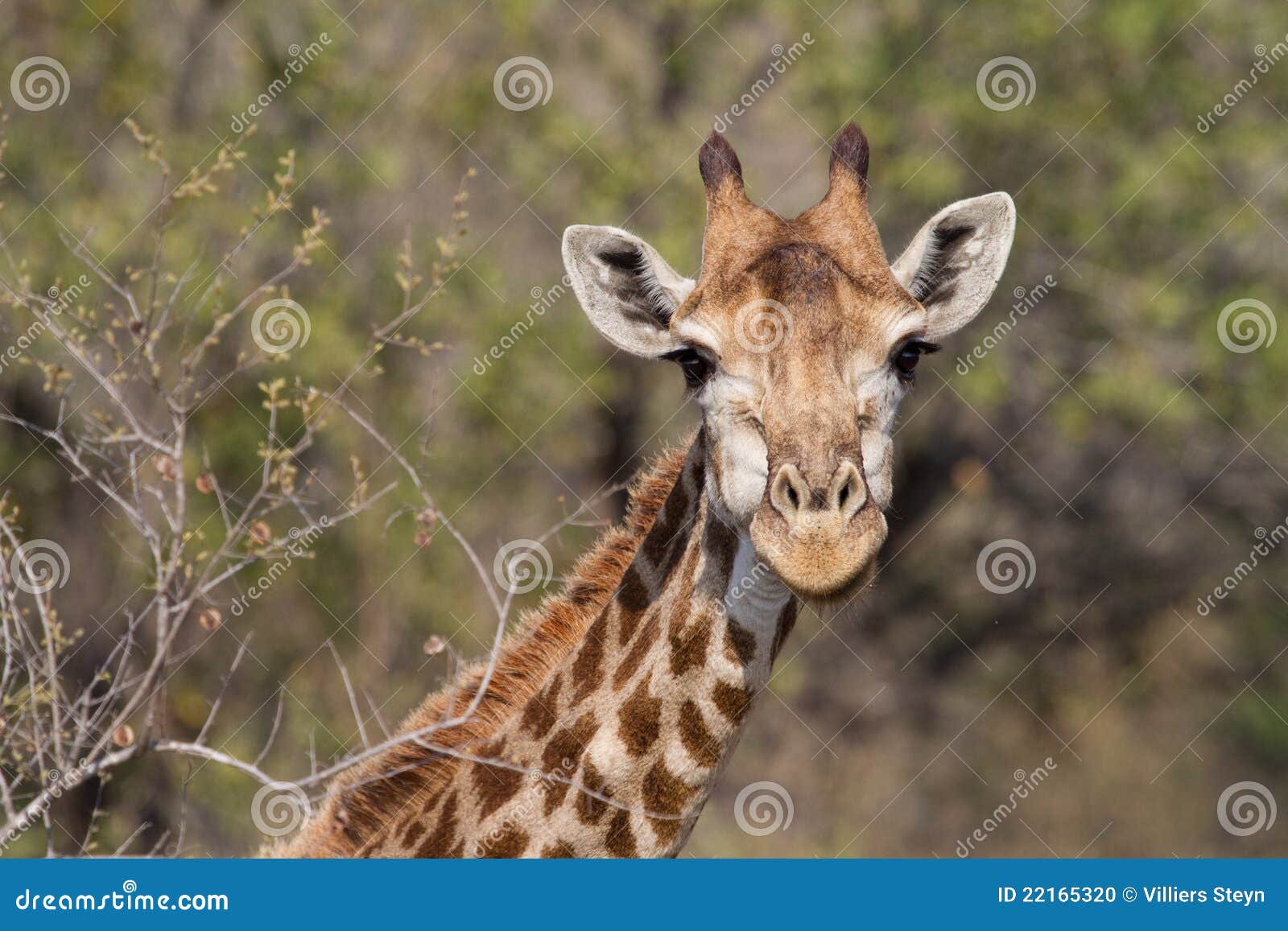 Giraffe head stock photo. Image of hair, light, neck - 22165320
