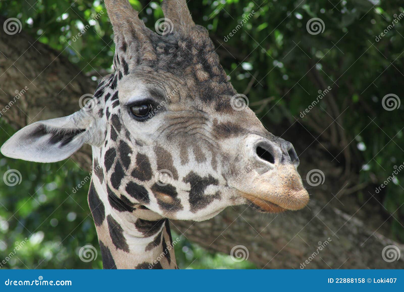 Giraffe head stock photo. Image of worth, giraffe, herbivore - 22888158