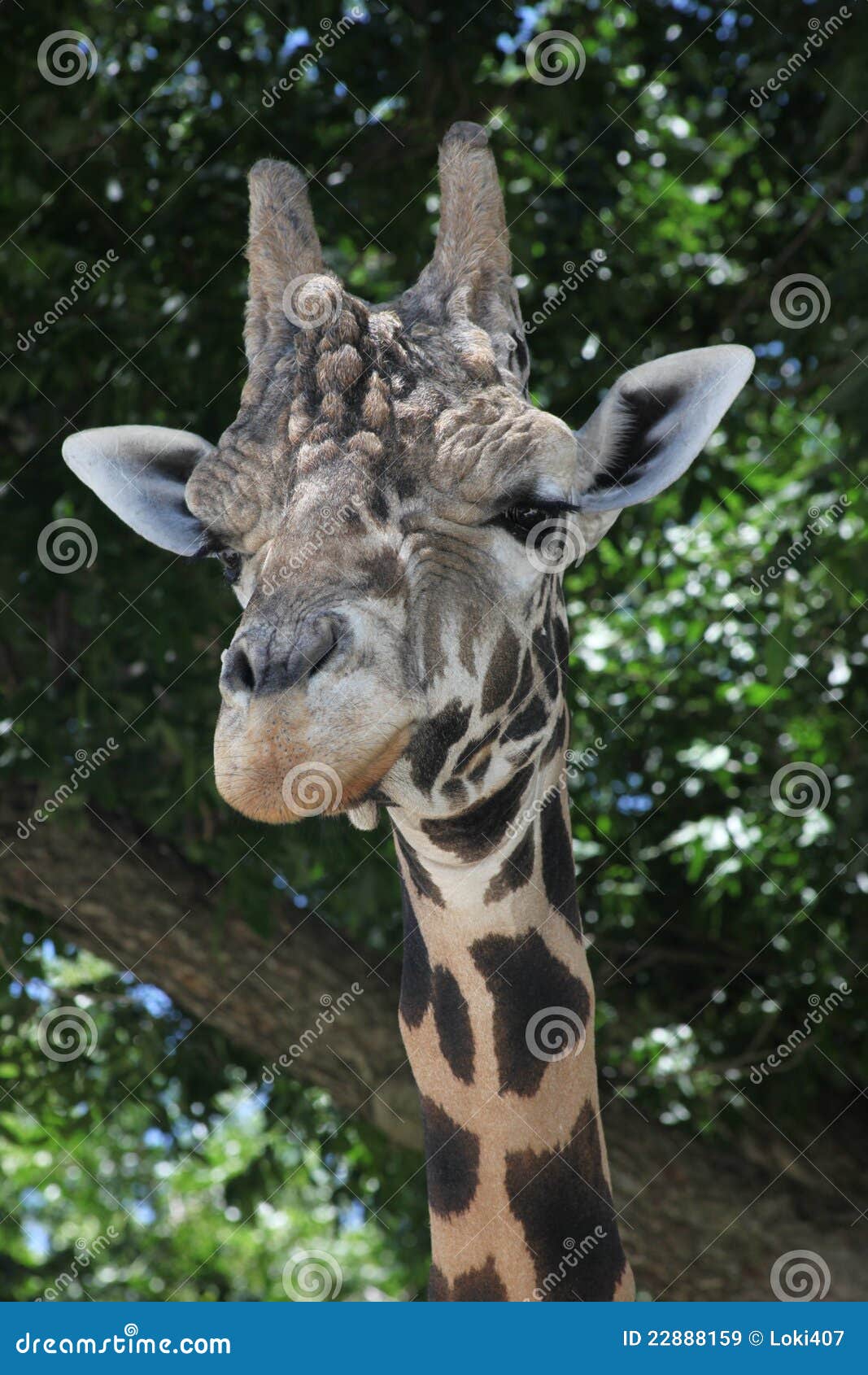 Giraffe head stock image. Image of giraffe, view, worth - 22888159