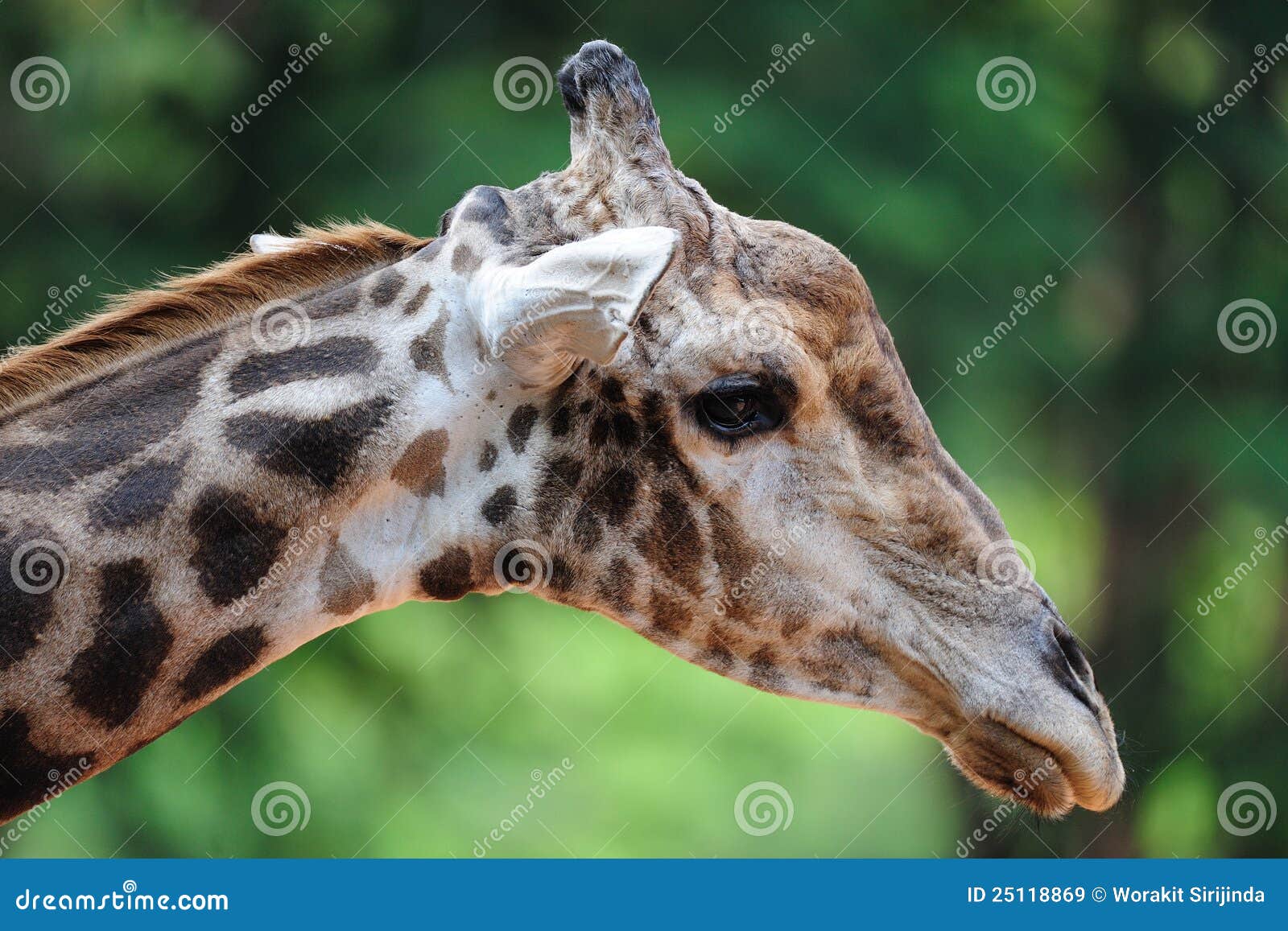 Giraffe Head stock image. Image of ears, wilderness, long - 25118869
