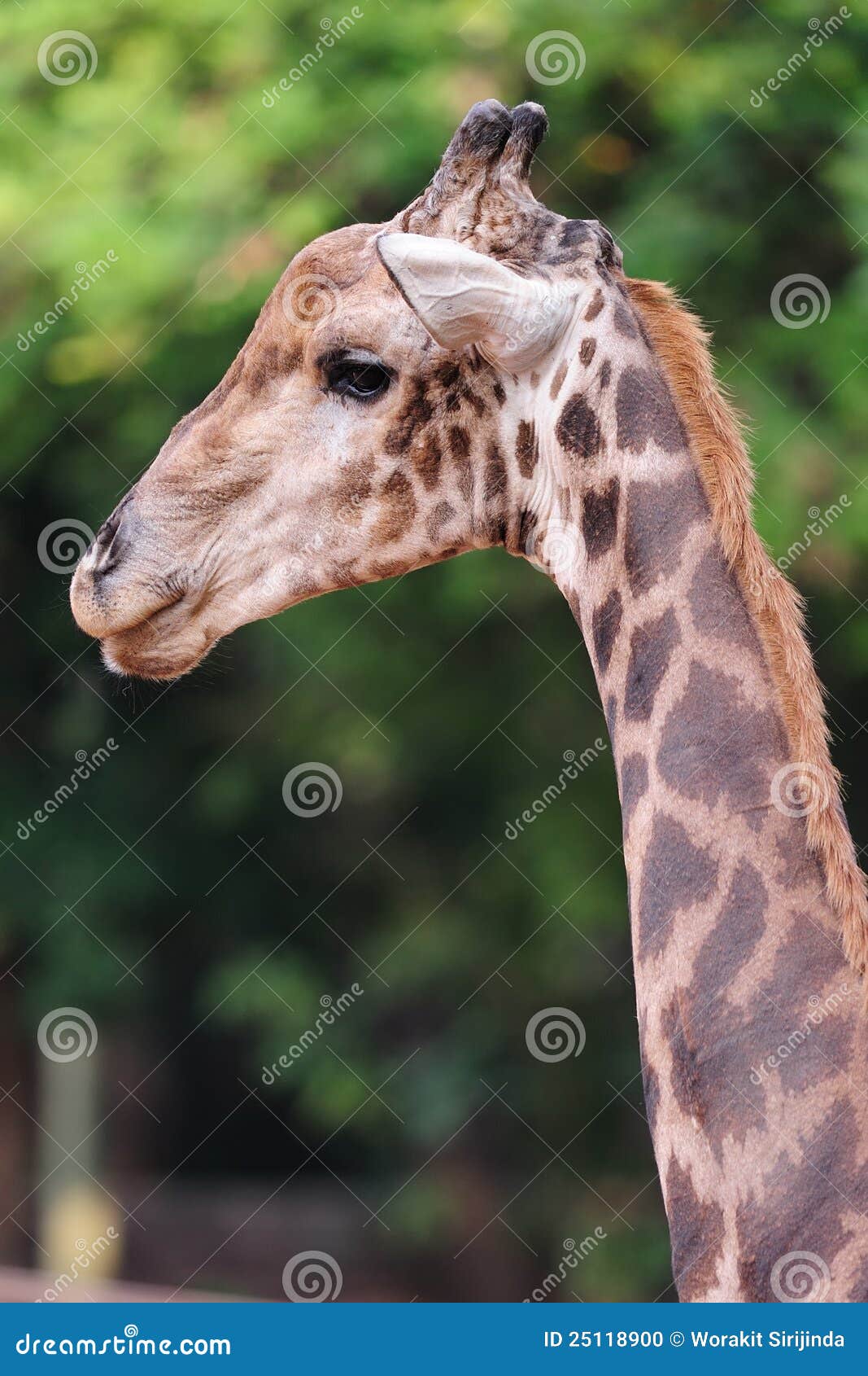 Giraffe Head stock photo. Image of safari, mammal, nice - 25118900