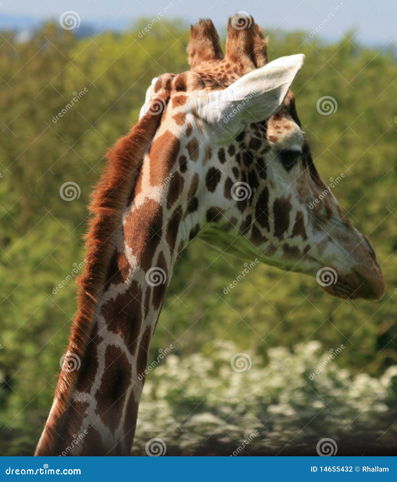 Giraffe head 3 stock photo. Image of camelopardalis, neck - 14655432