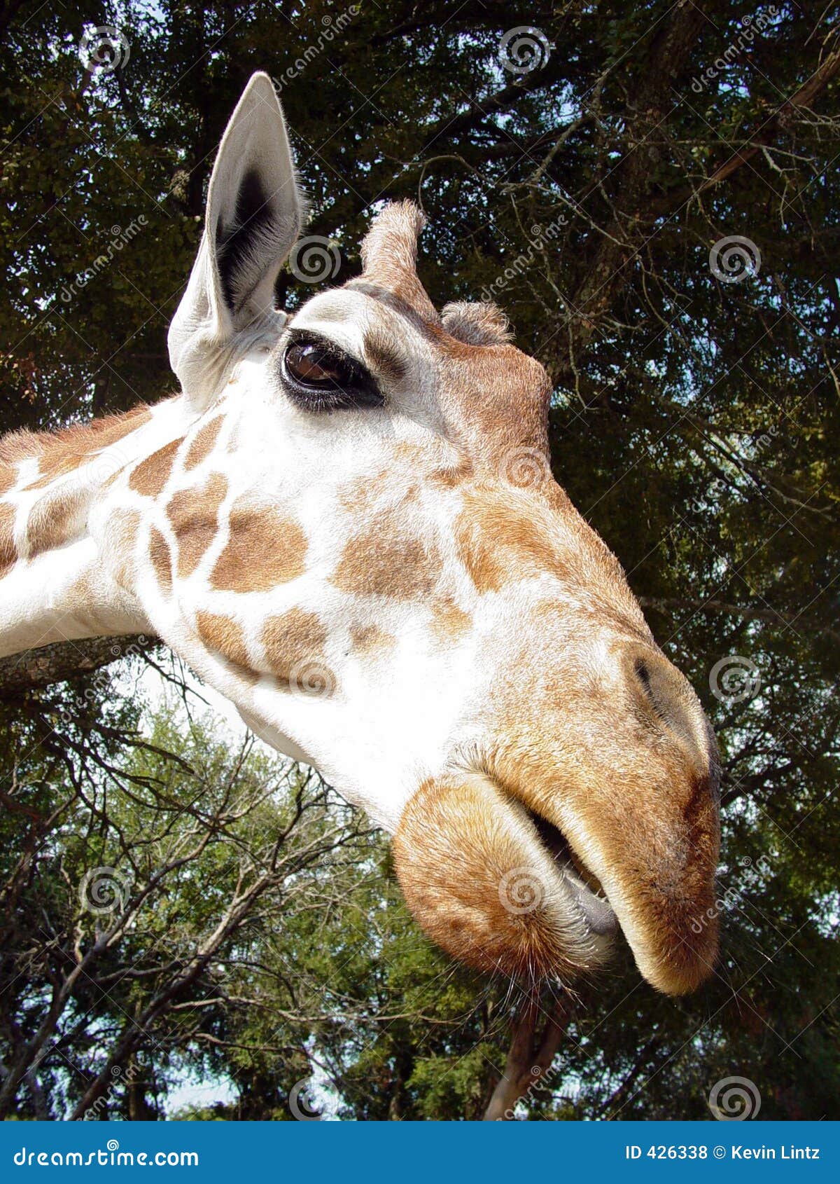 Giraffe Head stock photo. Image of africa, spotted, neck - 426338
