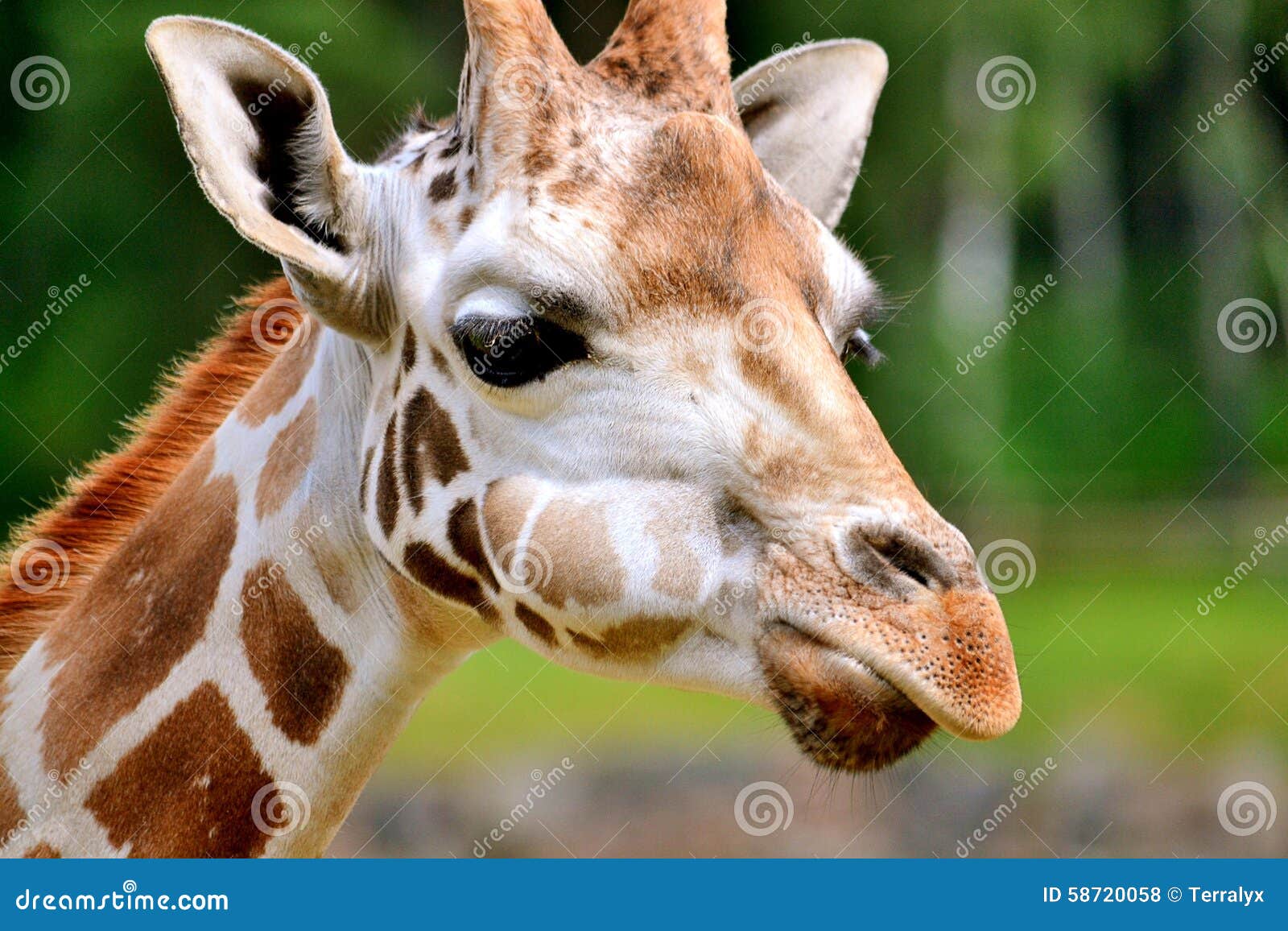 Giraffe stock photo. Image of giraffe, cute, animal, head - 58720058