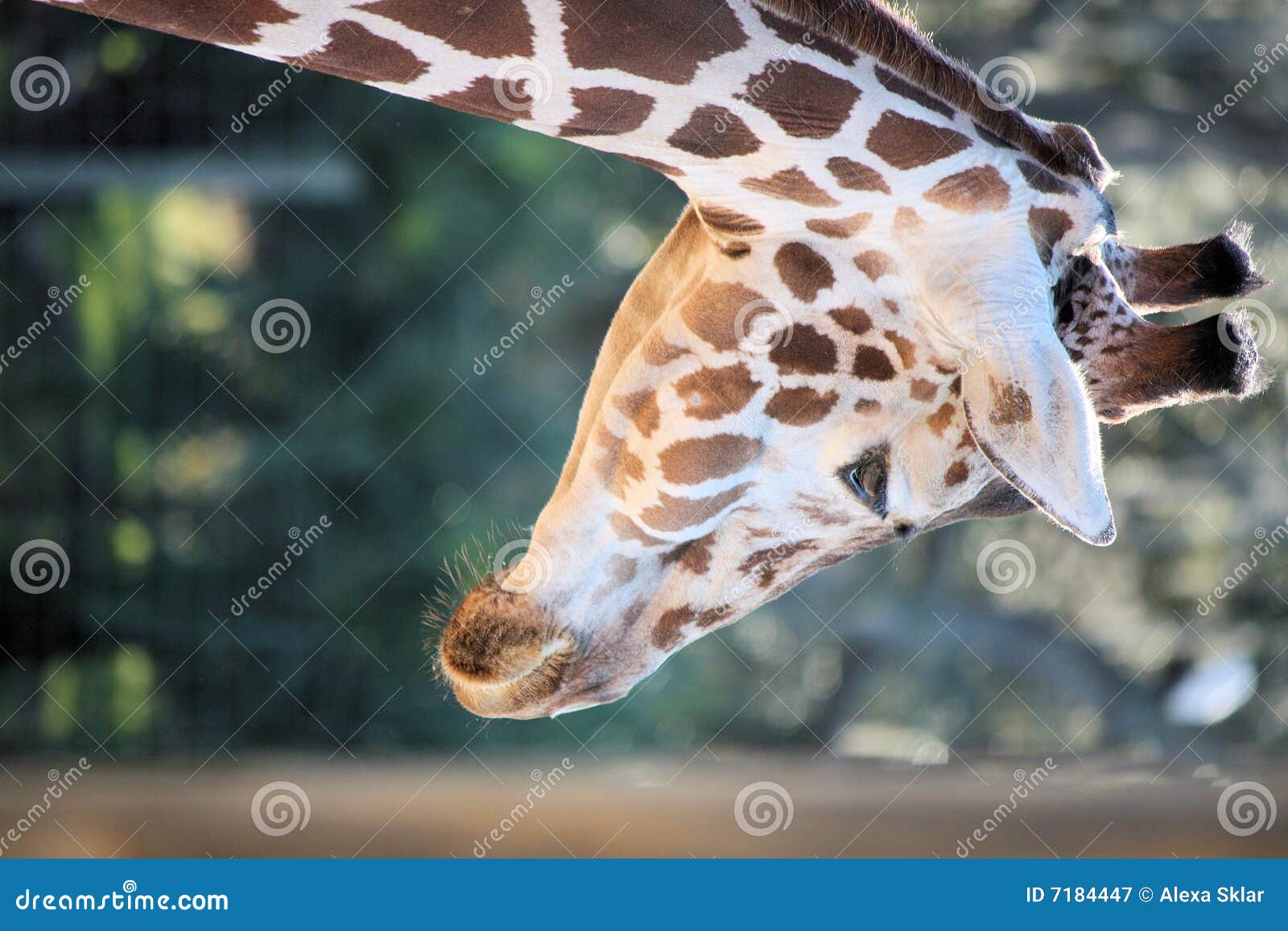 Giraffe Head stock image. Image of cute, conservation - 7184447
