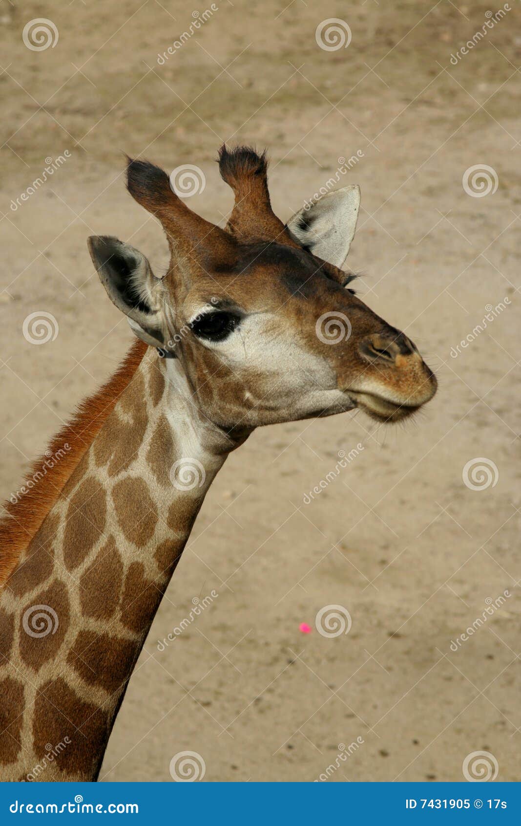 Giraffe head stock image. Image of animal, closeup, ears - 7431905