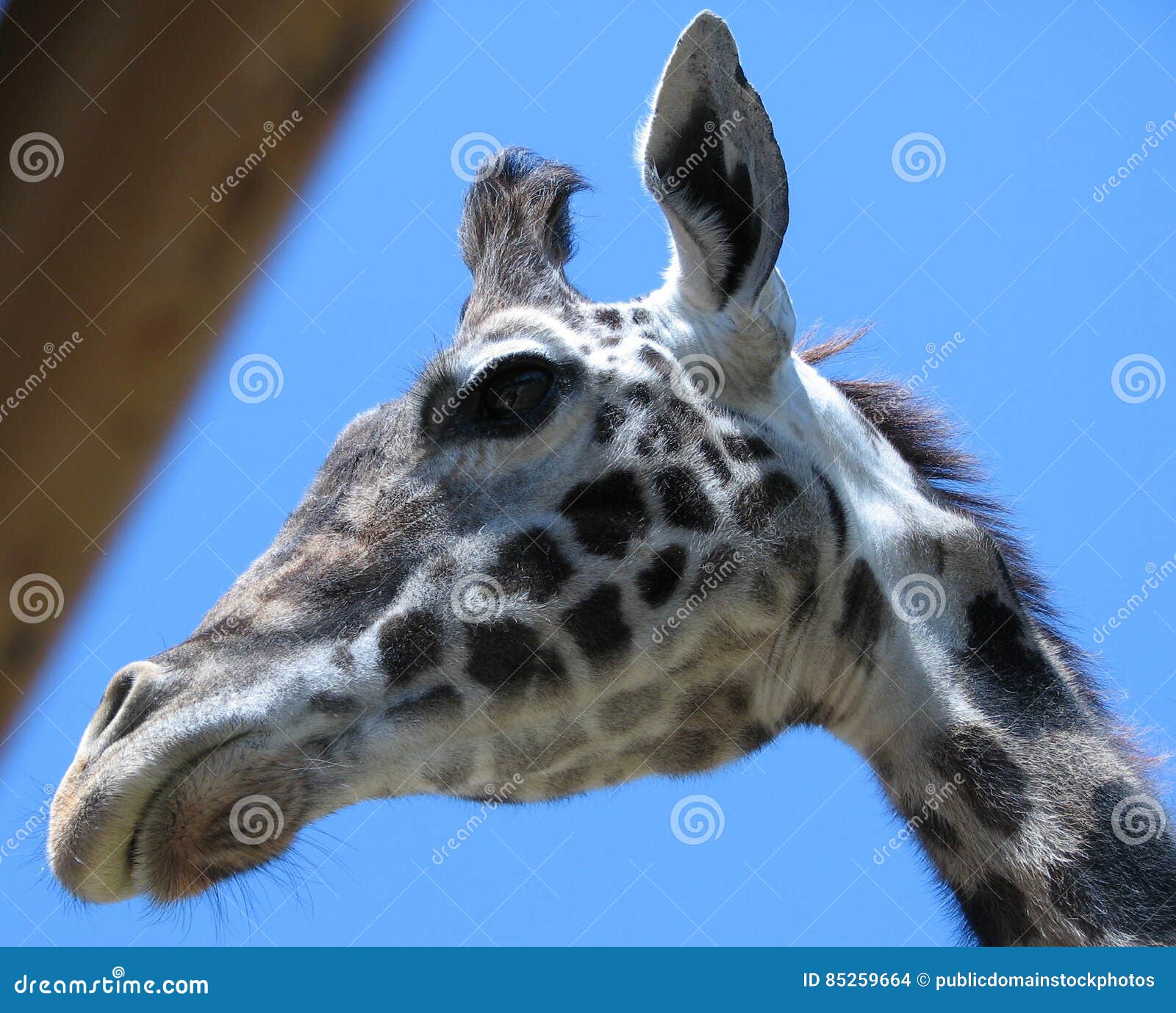 Giraffe Head Picture. Image: 85259664