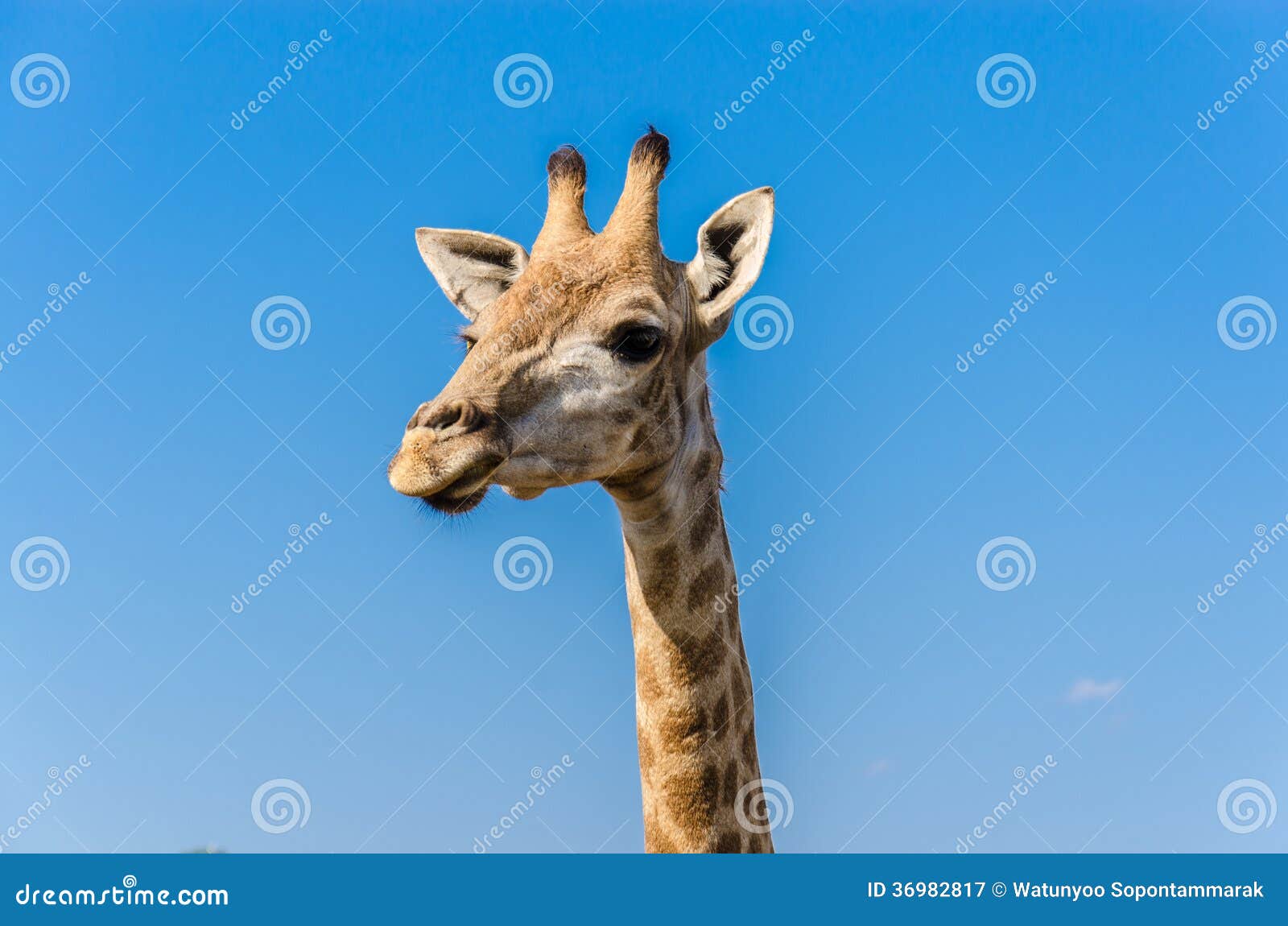 Giraffe head with blue sky stock image. Image of africa - 36982817