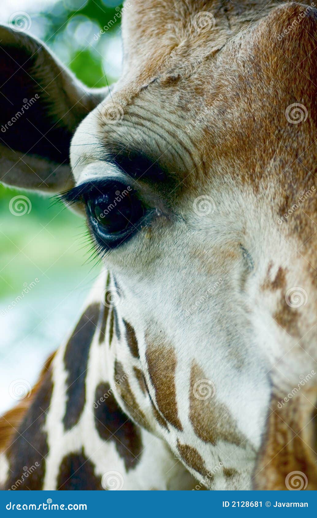Giraffe head close-up stock image. Image of white, headshot - 2128681