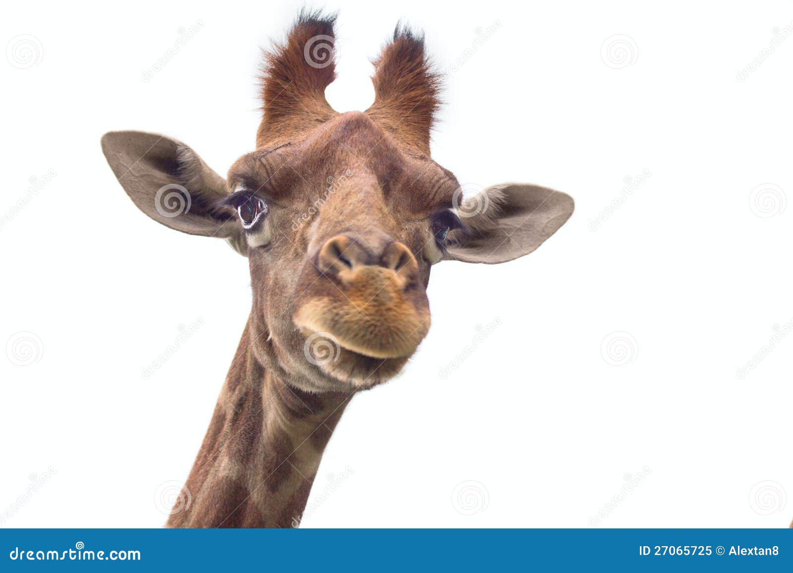 Giraffe head closeup stock image. Image of curiosity - 27065725