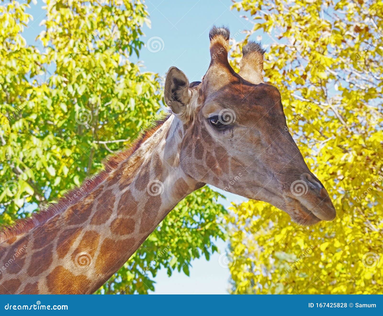 Giraffe head face stock photo. Image of animal, savanna - 167425828
