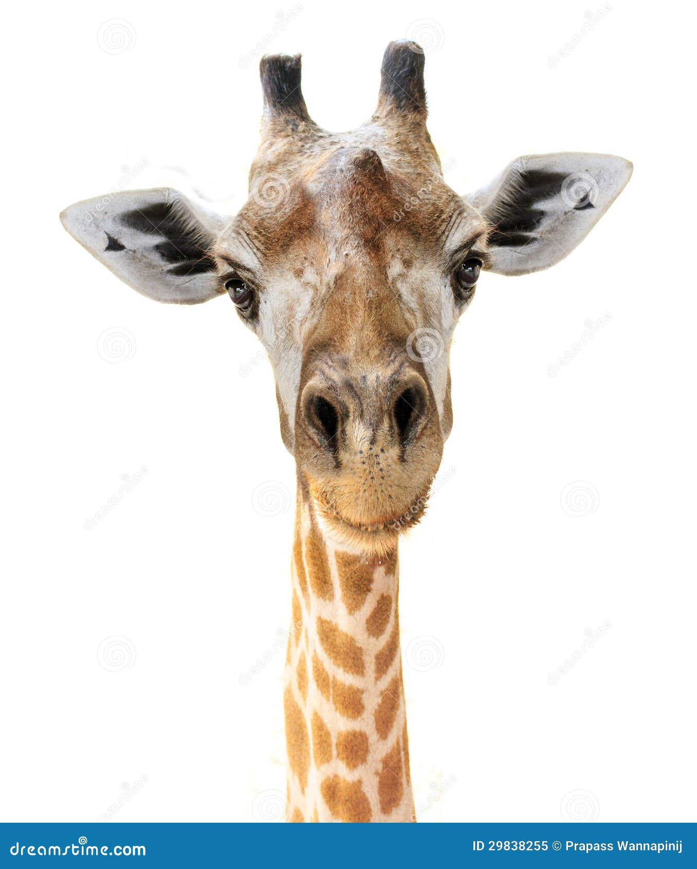 Giraffe Head Face Look Funny Stock Image - Image of animal, humor: 29838255