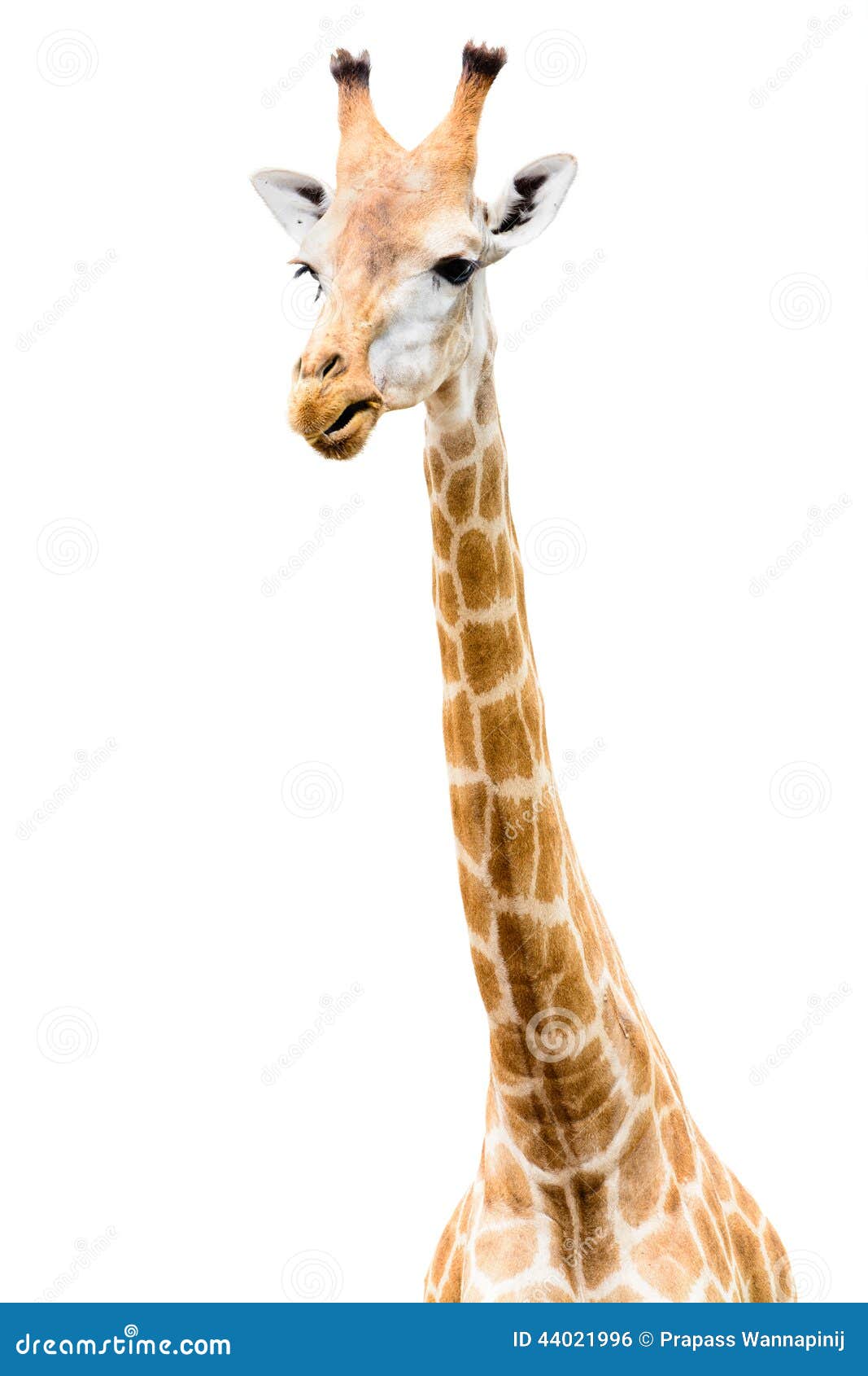 Giraffe Head And Neck Stock Photography | CartoonDealer.com #80552066