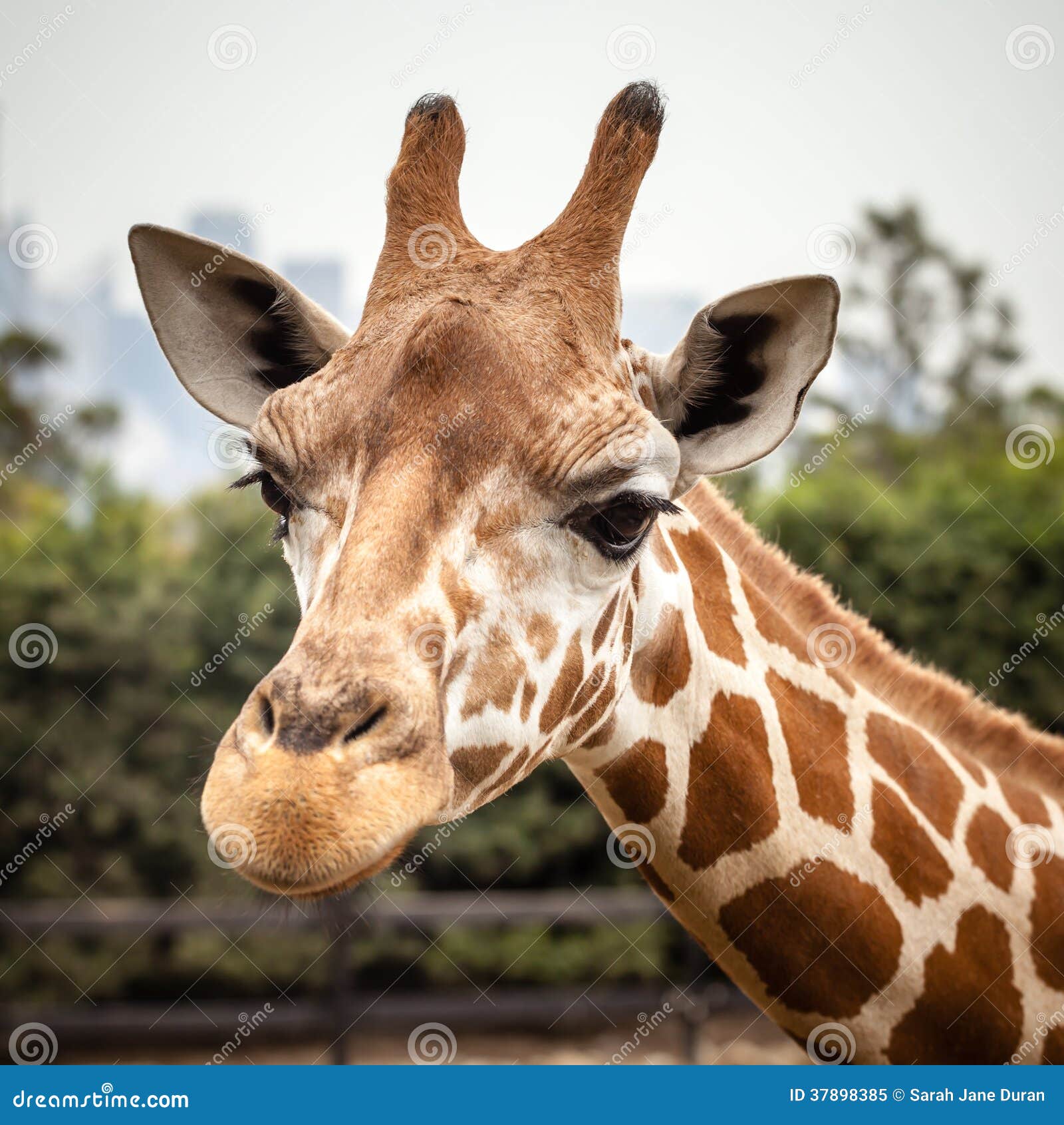 Giraffe Head Facing the Camera Stock Image - Image of giraffa, beast ...
