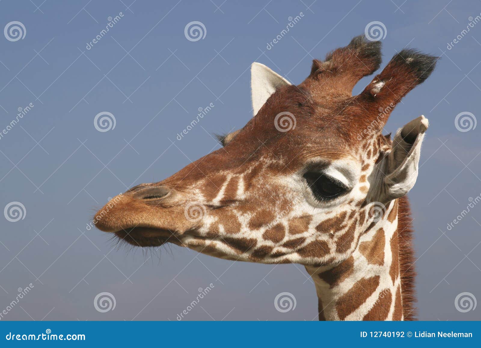 Giraffe head isolated stock photo. Image of themes, blue - 12740192