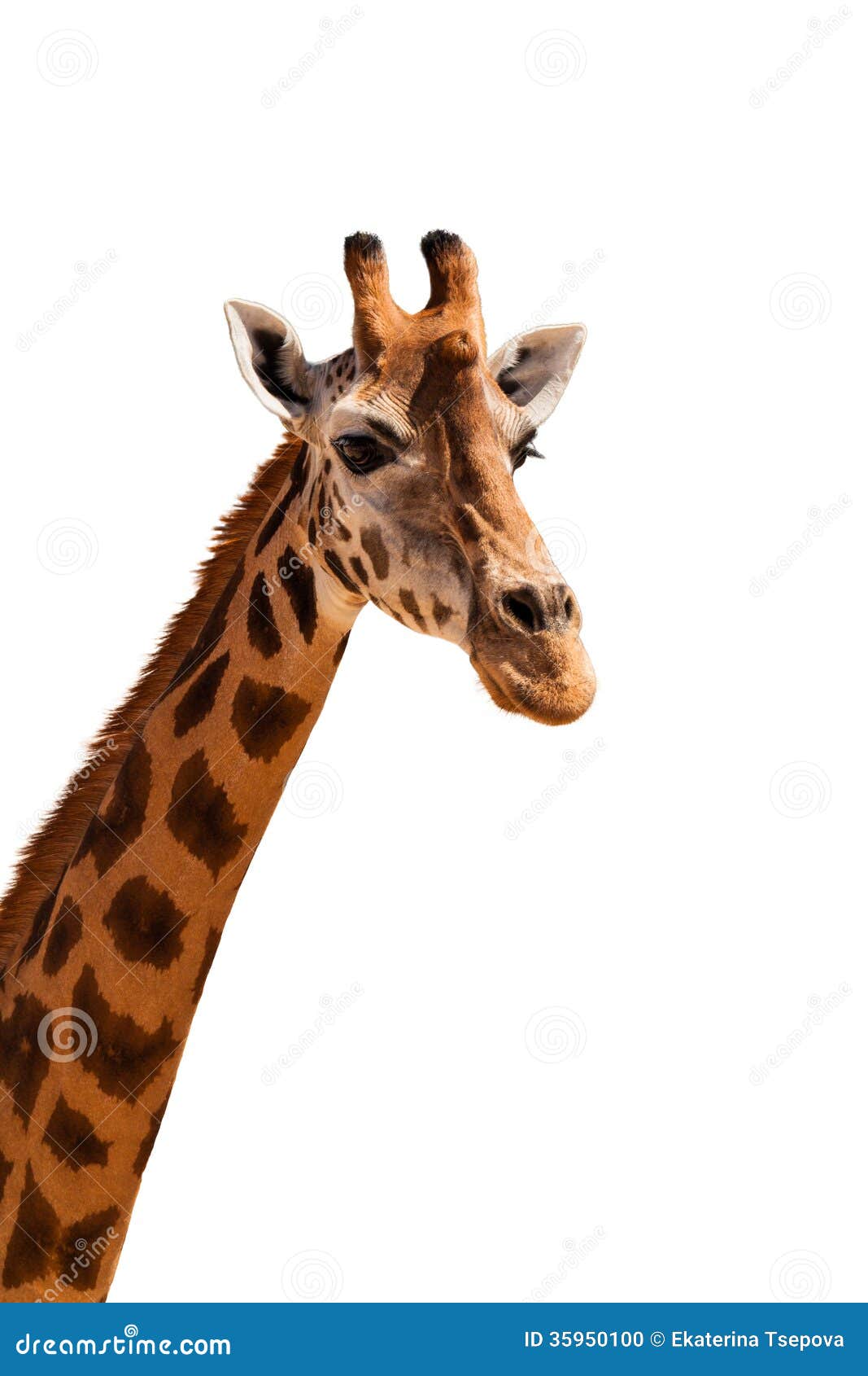 Giraffe head isolated stock photo. Image of giraffe, slim - 35950100
