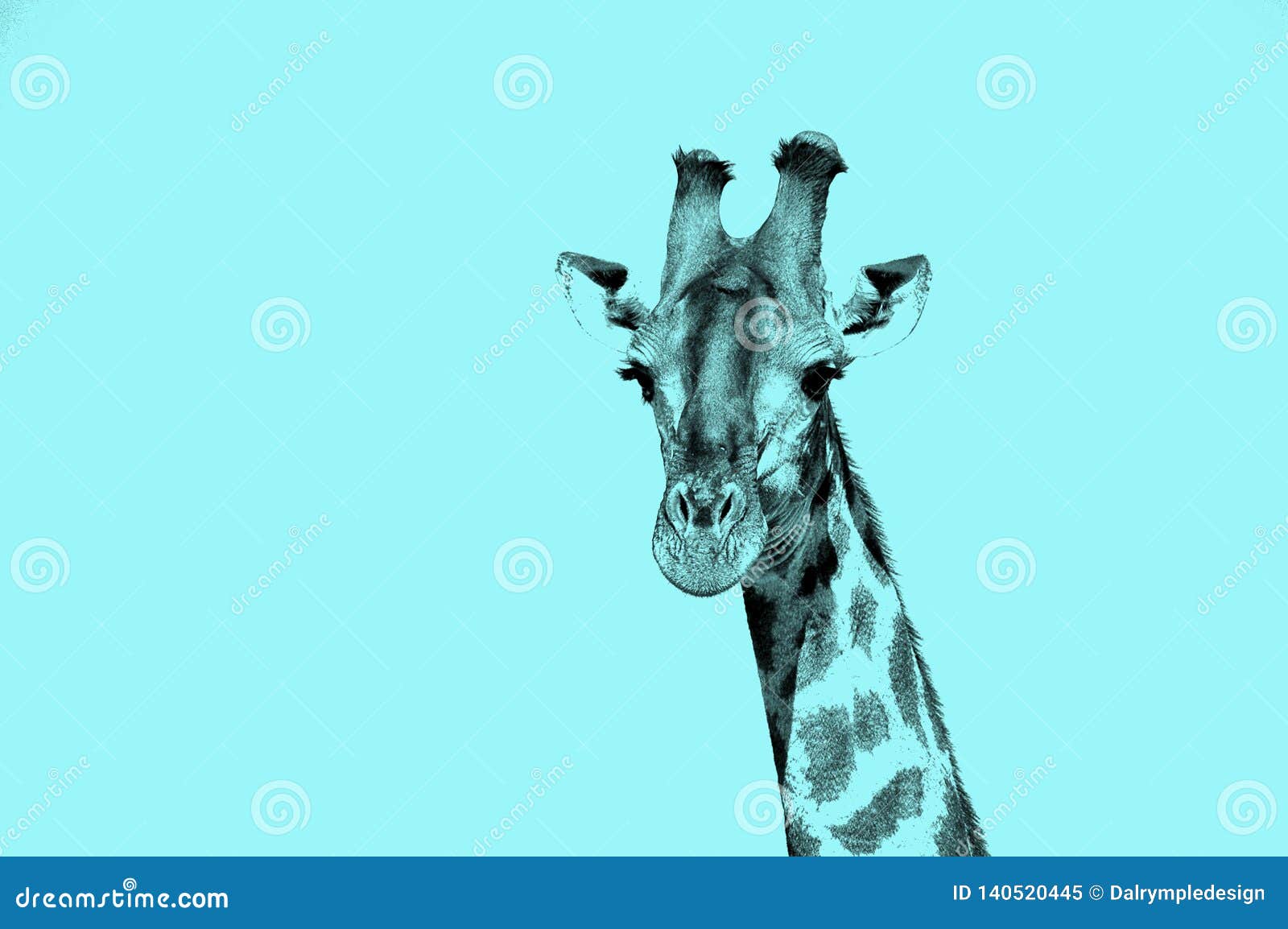 Giraffe Head Isolated, Blue Background Stock Image - Image of giraffe ...