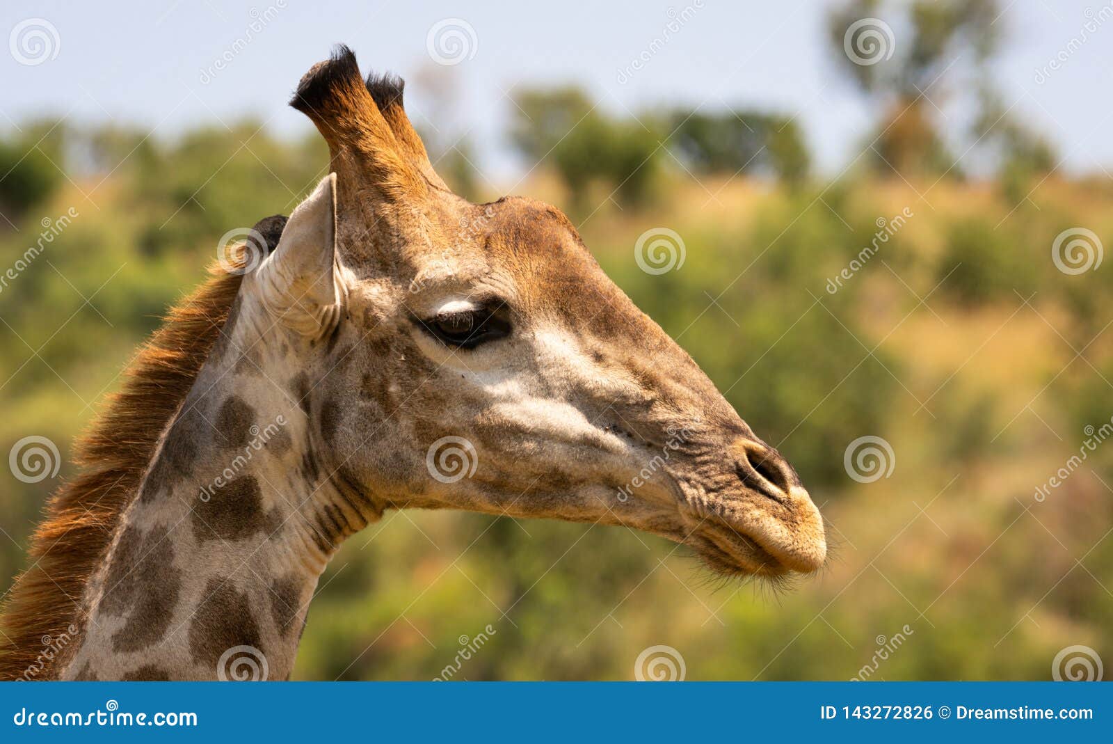 Giraffe head looking right stock photo. Image of spots - 143272826
