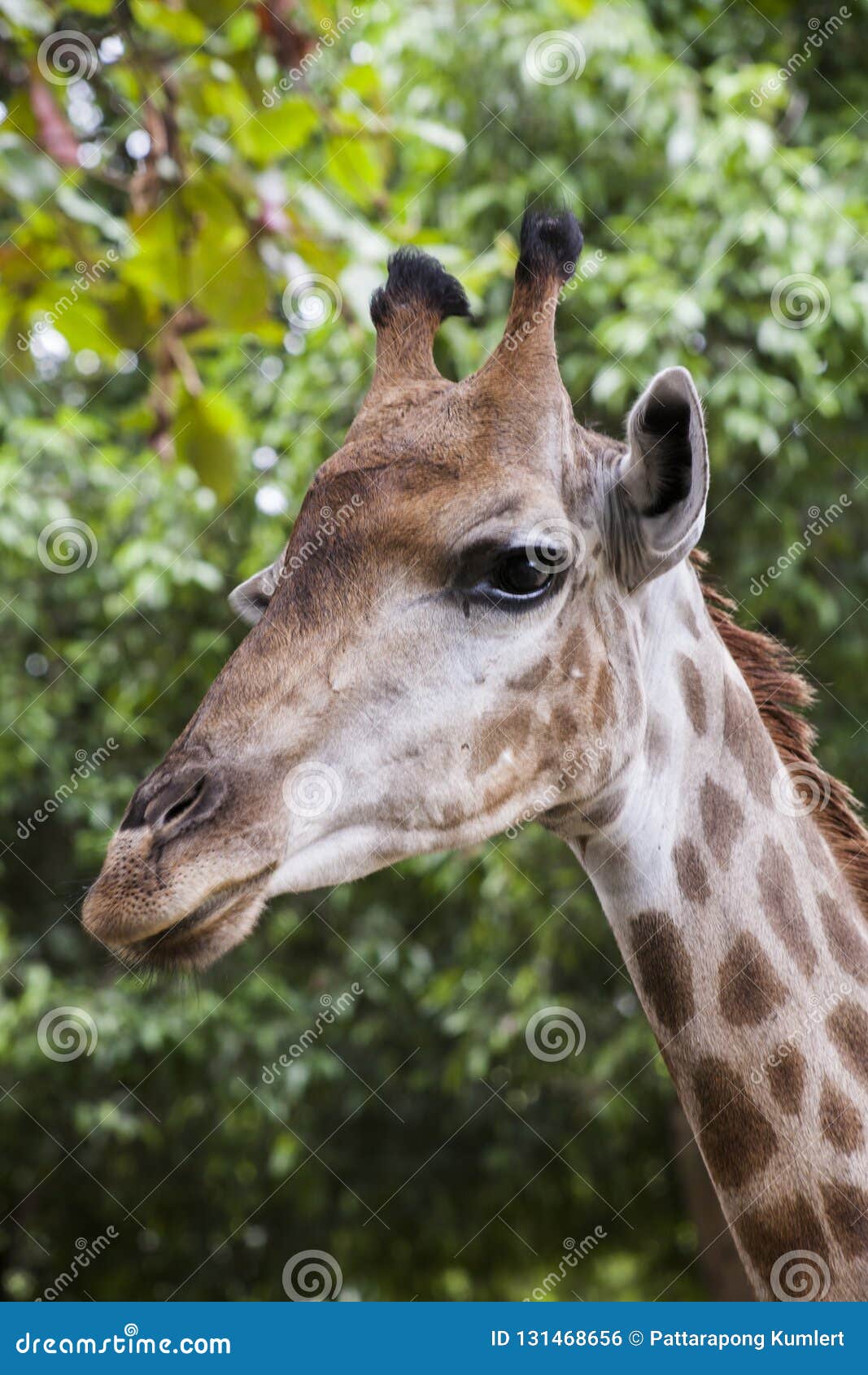 Giraffe ; Head and Neck of a Giraffe Stock Photo - Image of brown ...