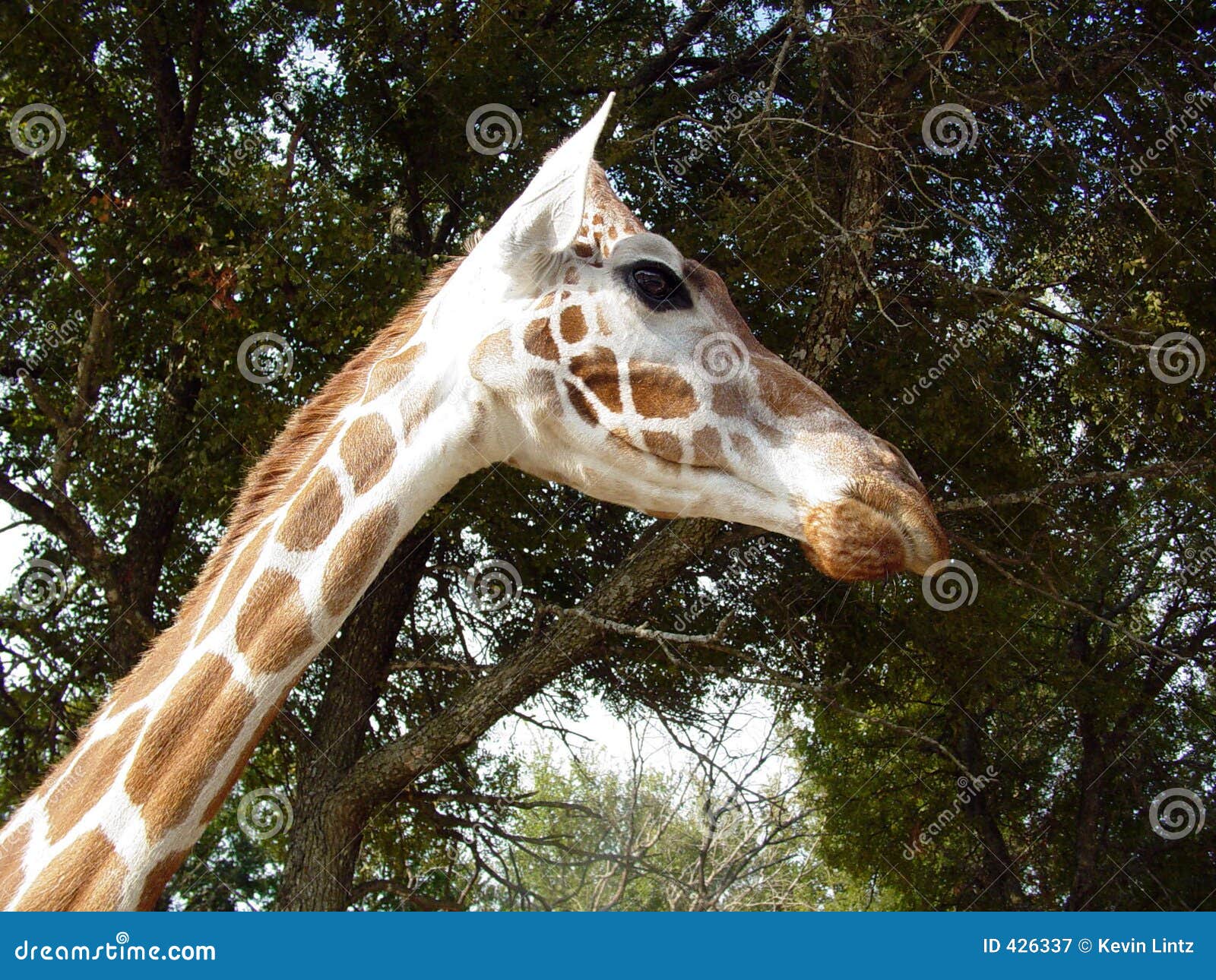 Giraffe Head And Neck Picture. Image: 426337