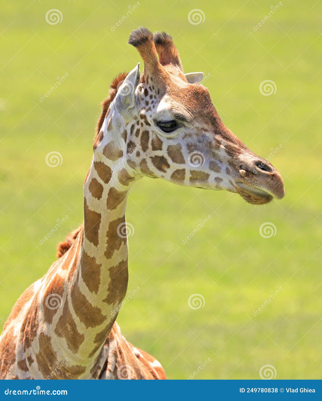 Giraffe Head and Neck Closeup Portrait Stock Photo - Image of mouse ...