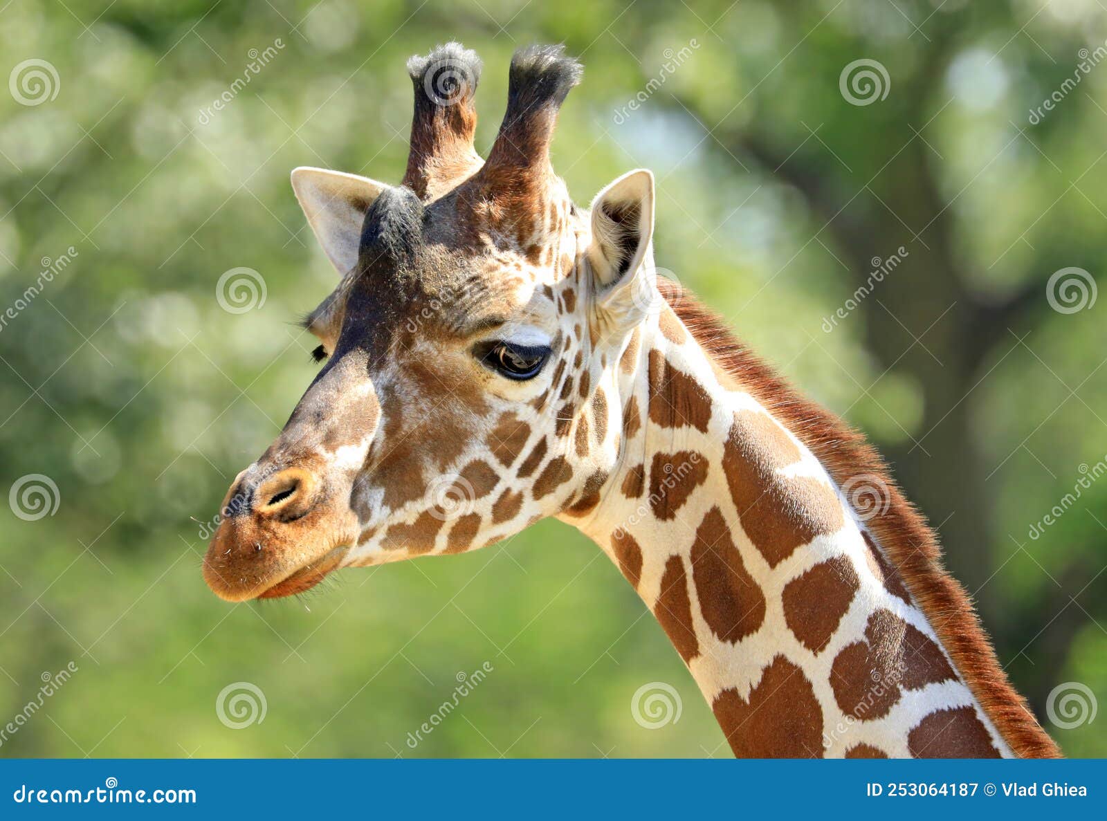 Giraffe Head and Neck Closeup with Green Background Stock Image - Image ...