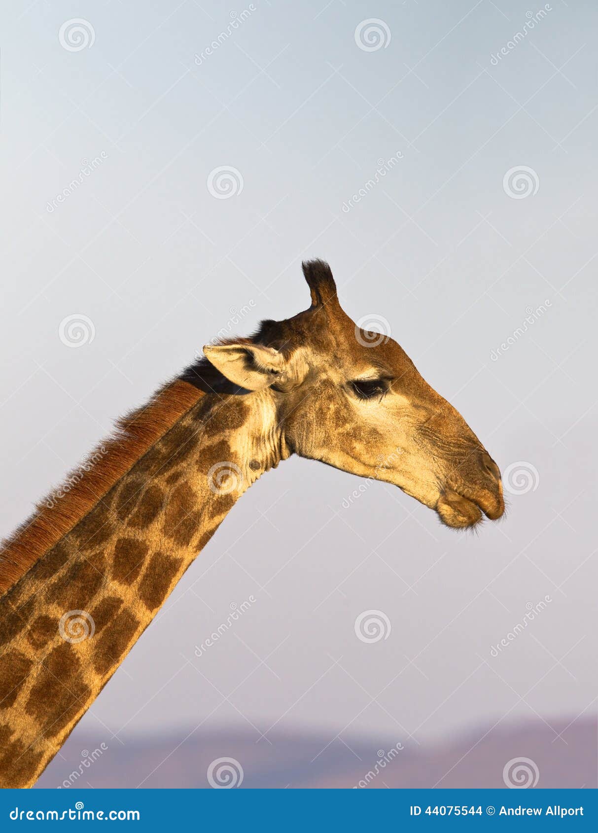Giraffe head and neck stock photo. Image of nature, wild - 44075544