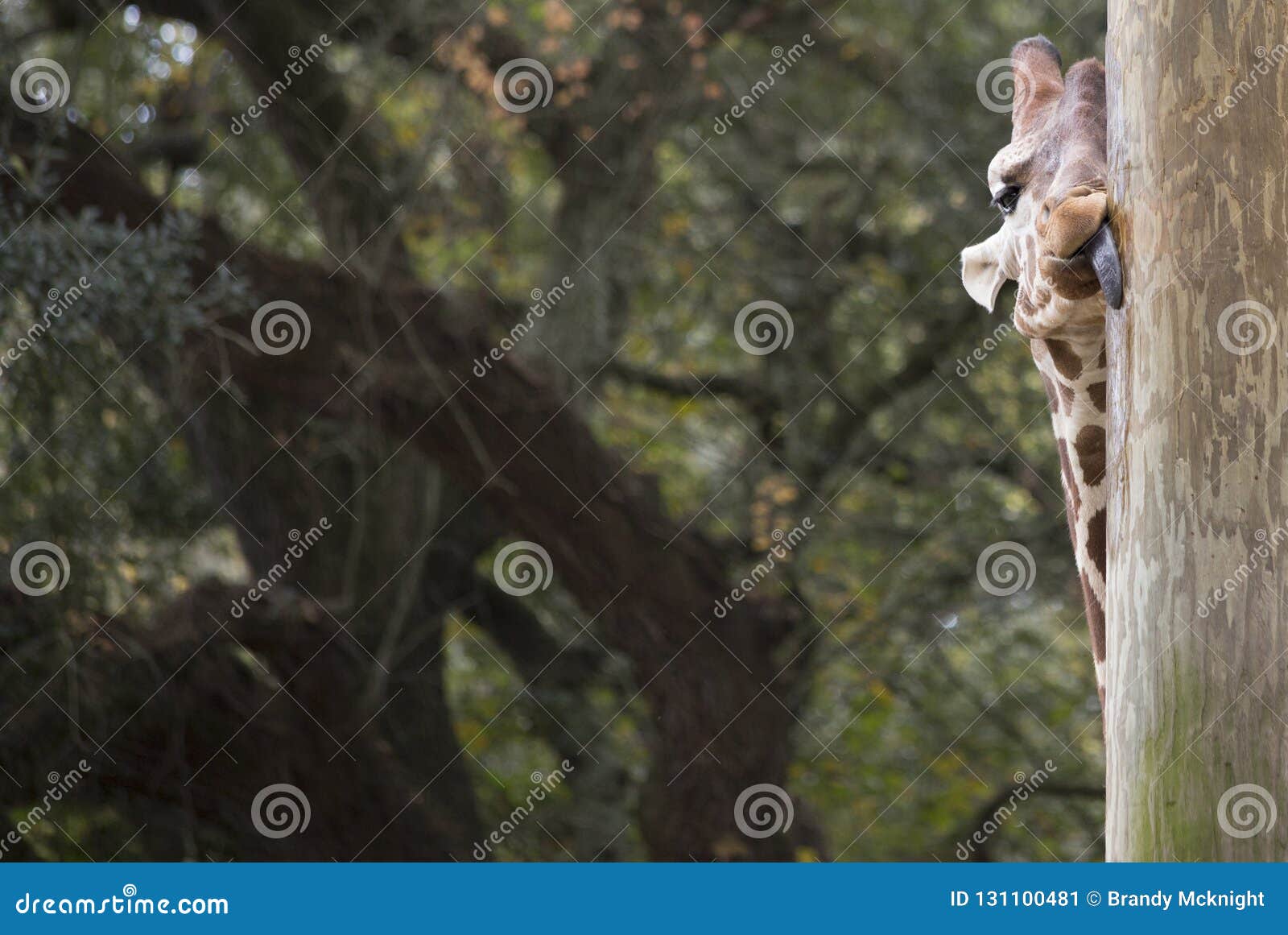 Giraffe stock image. Image of giraffe, nigeria, herbivore - 131100481