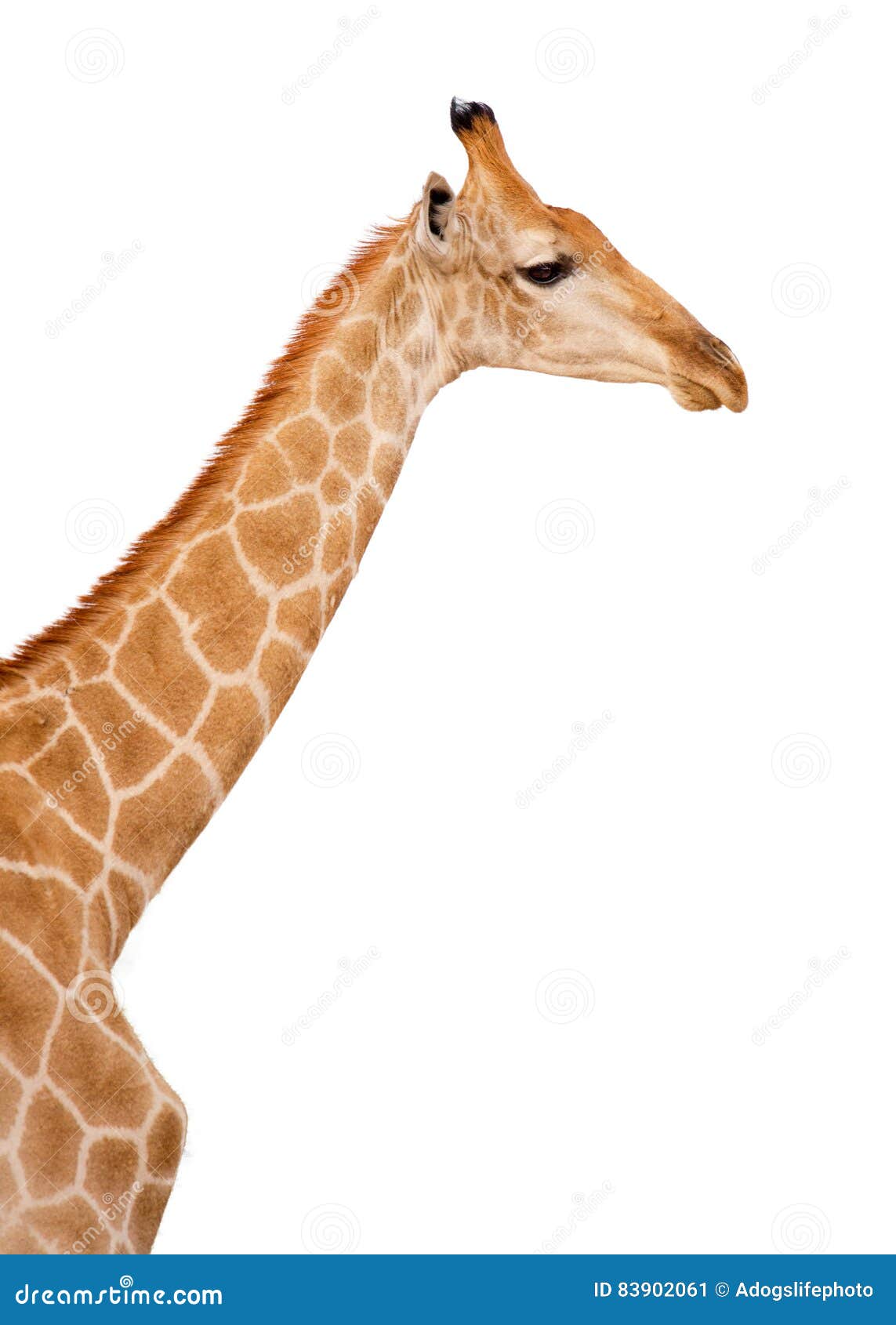 Giraffe Head and Neck Isolated Stock Image - Image of neck, animal ...