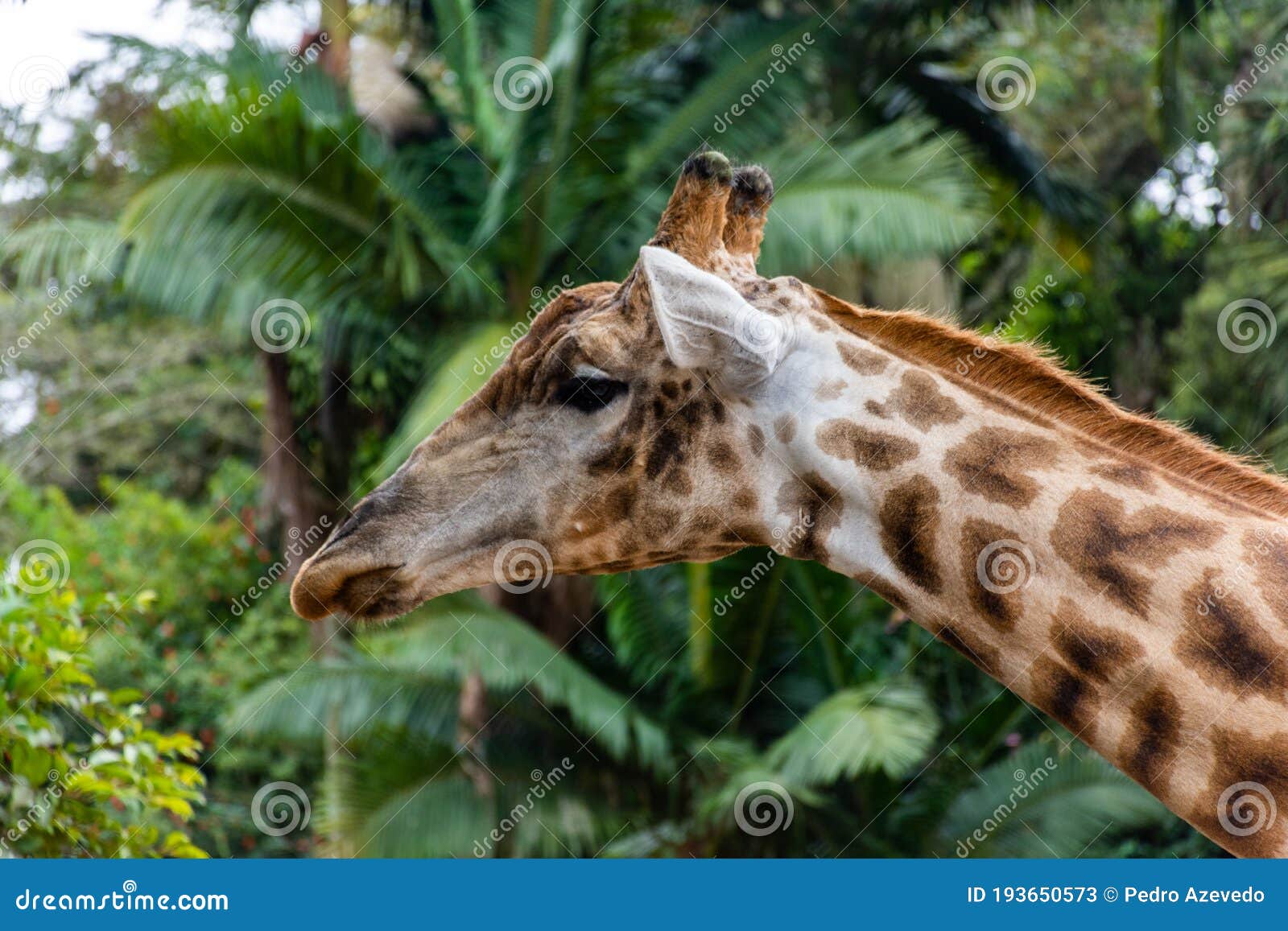 Giraffe head and neck part stock image. Image of kenya - 193650573
