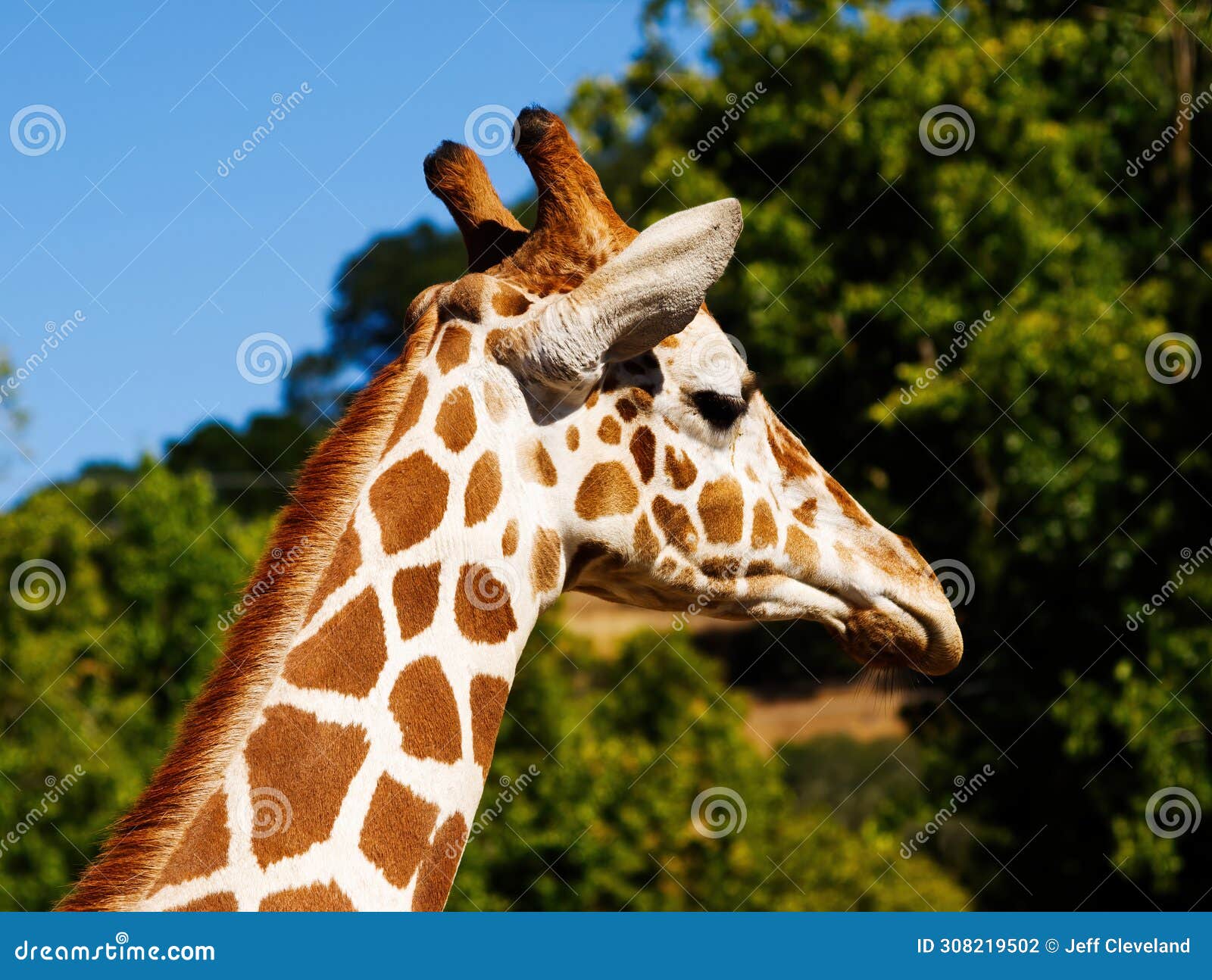 Giraffe Head and Neck in Profile with Trees and Blue Sky Stock Photo ...