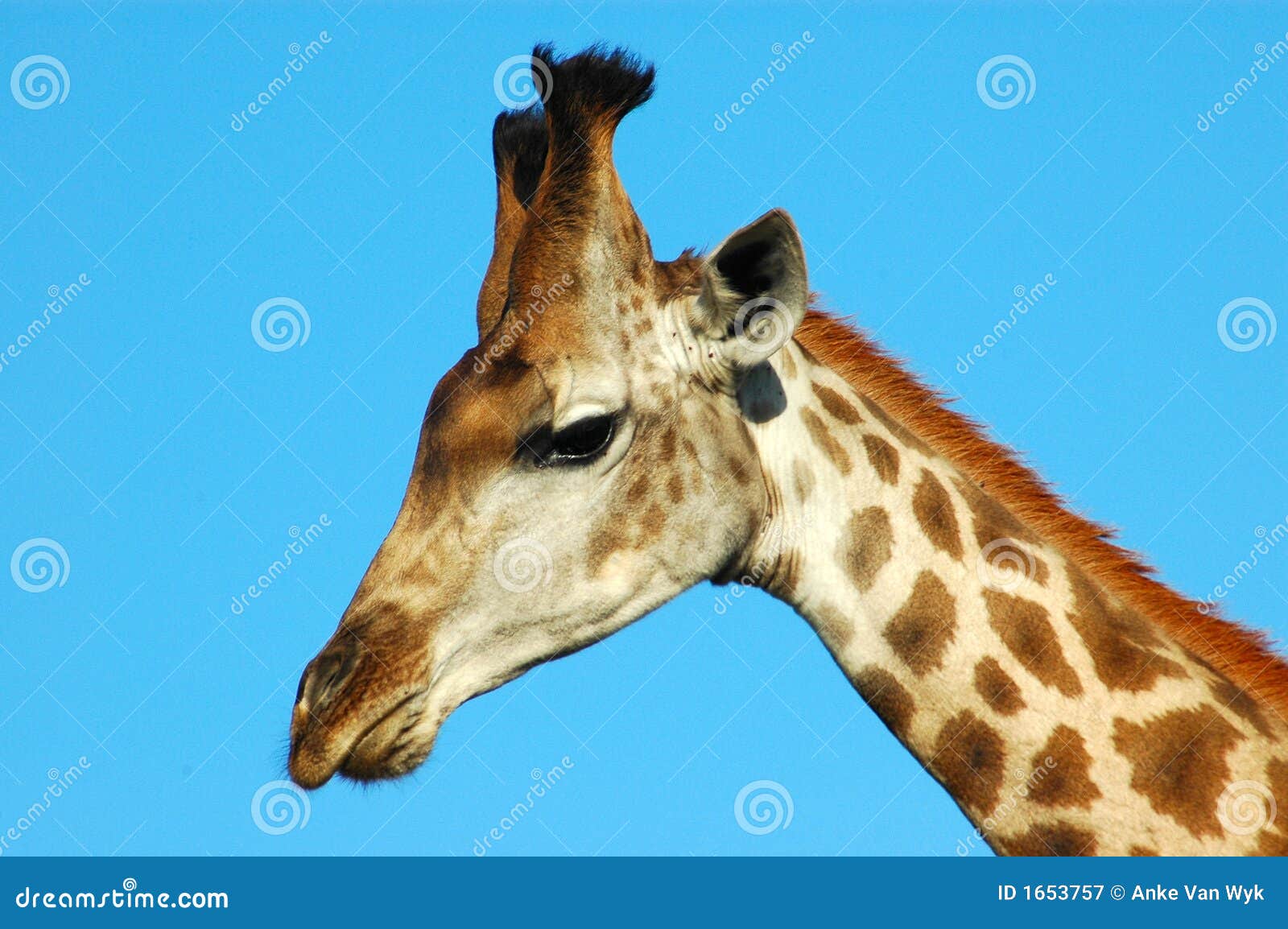 Giraffe head portrait stock image. Image of horned, wild - 1653757
